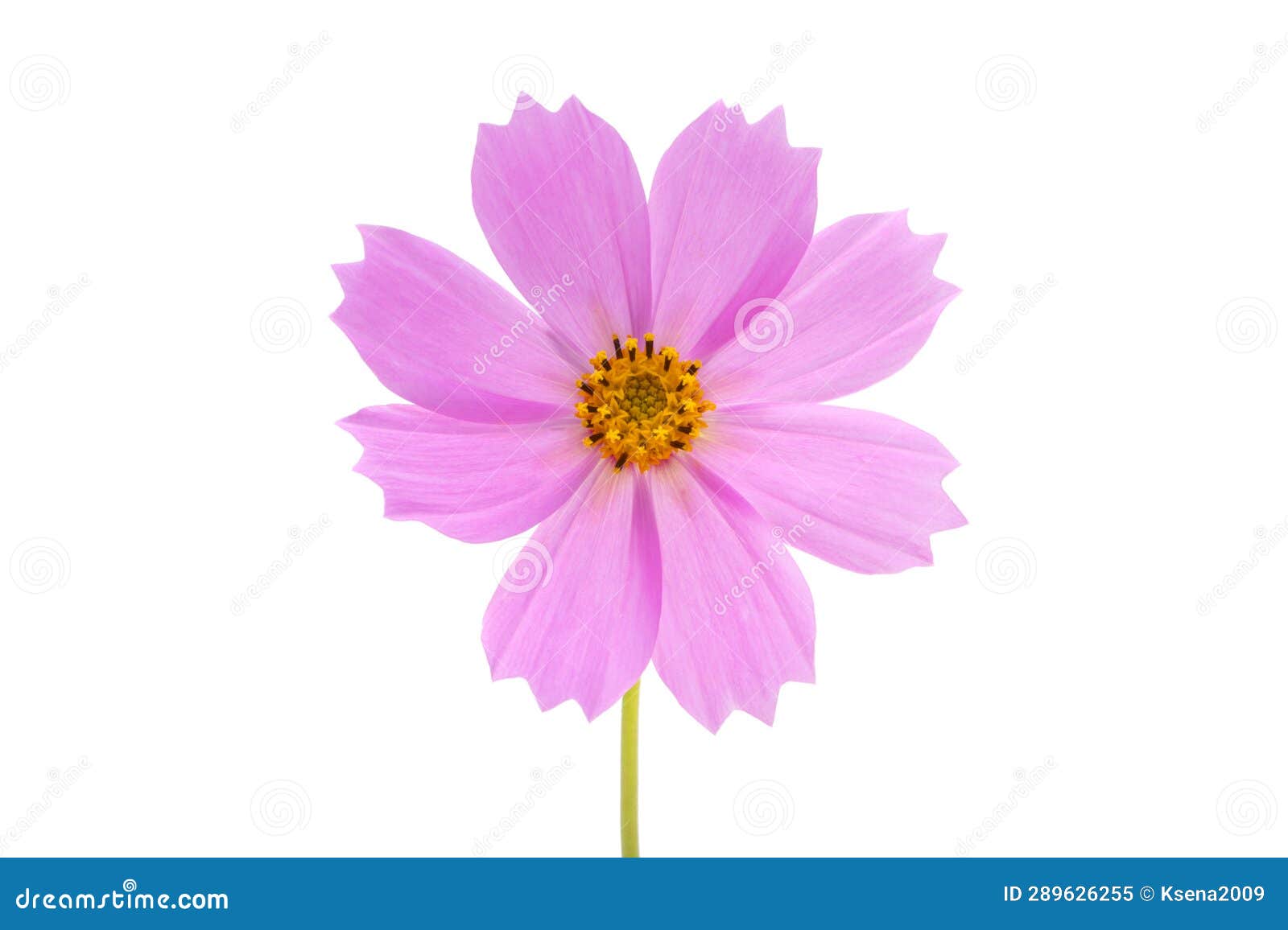 Cosmea flowers isolated stock image. Image of natural - 289626255