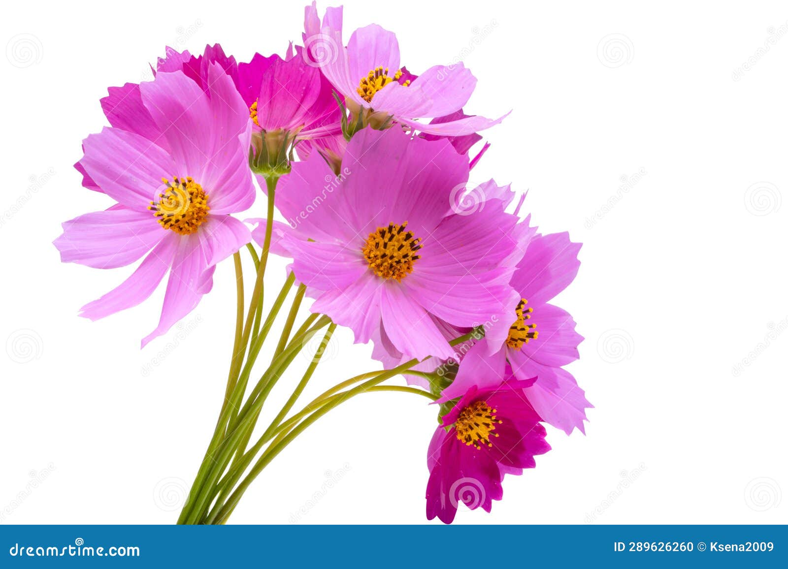 Cosmea flowers isolated stock photo. Image of mexican - 289626260