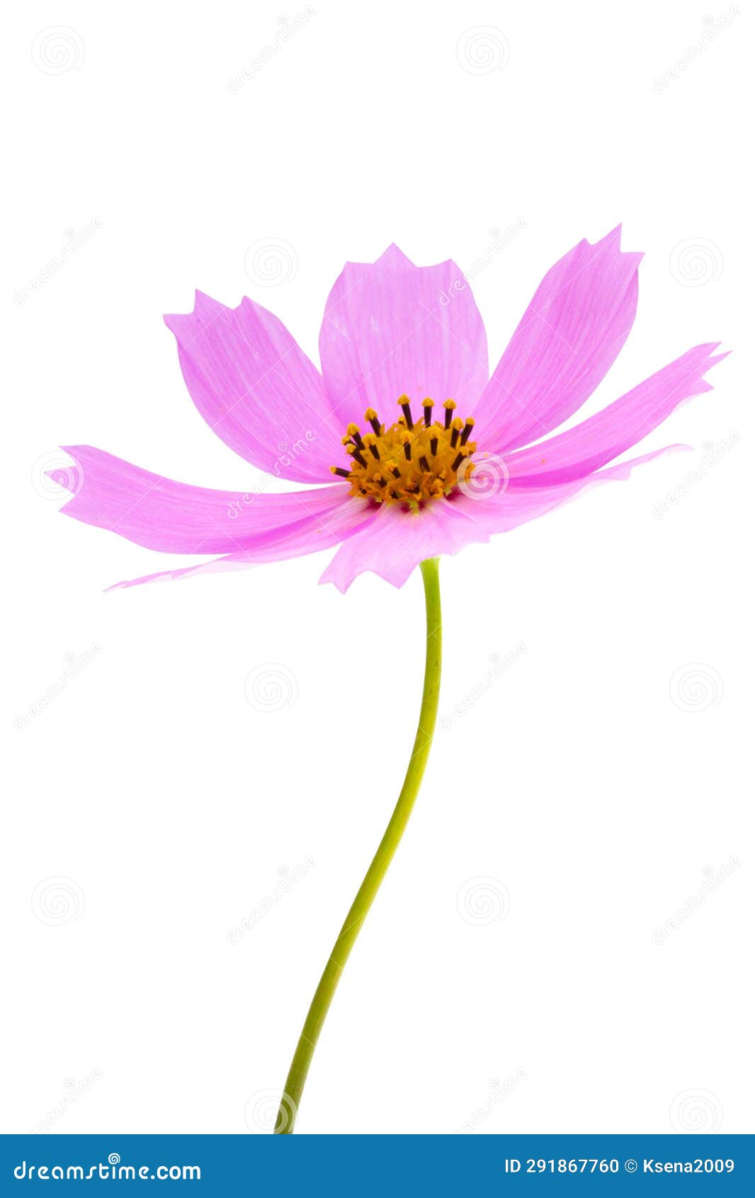 Cosmea flowers isolated stock photo. Image of cosmea - 291867760