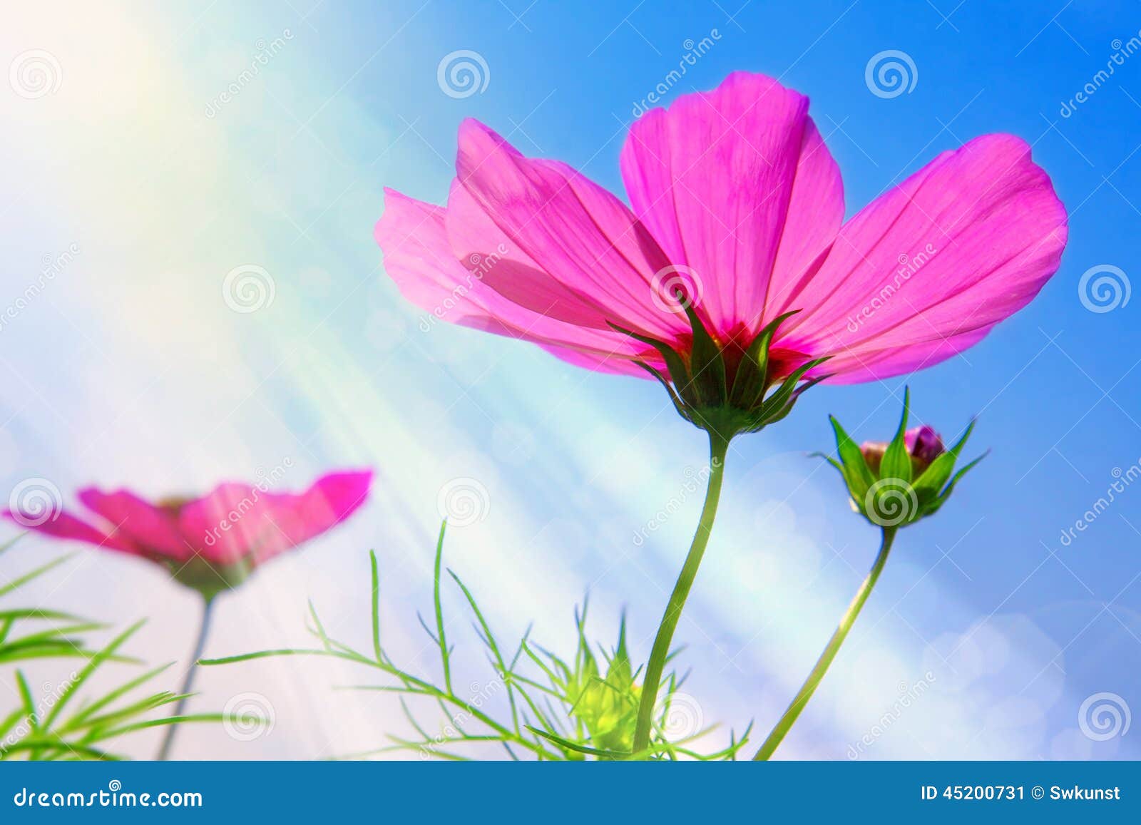 Cosmea flowers. stock image. Image of closeup, bright - 45200731