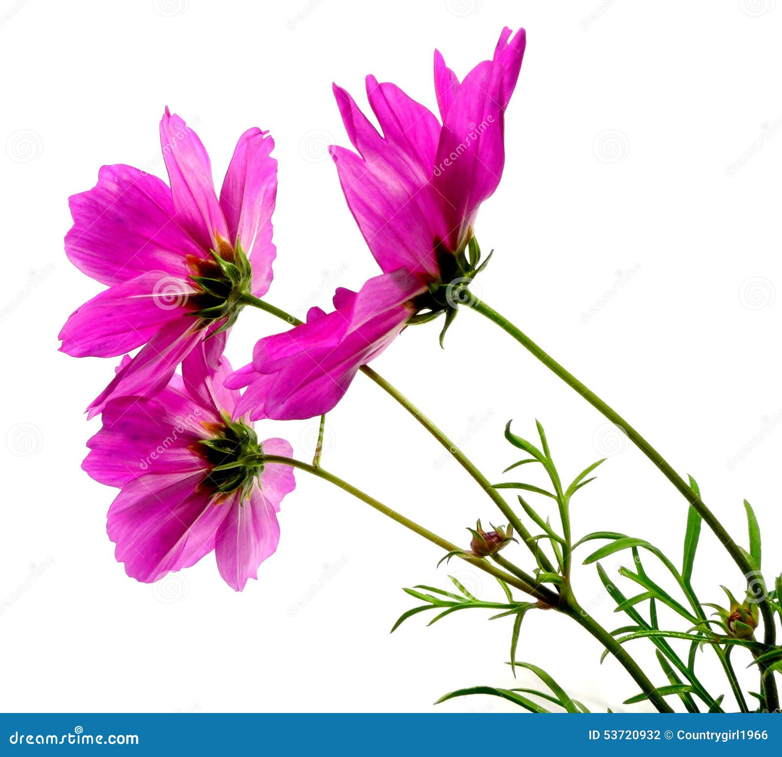 Cosmea stock photo. Image of pink, environment, blossom - 53720932
