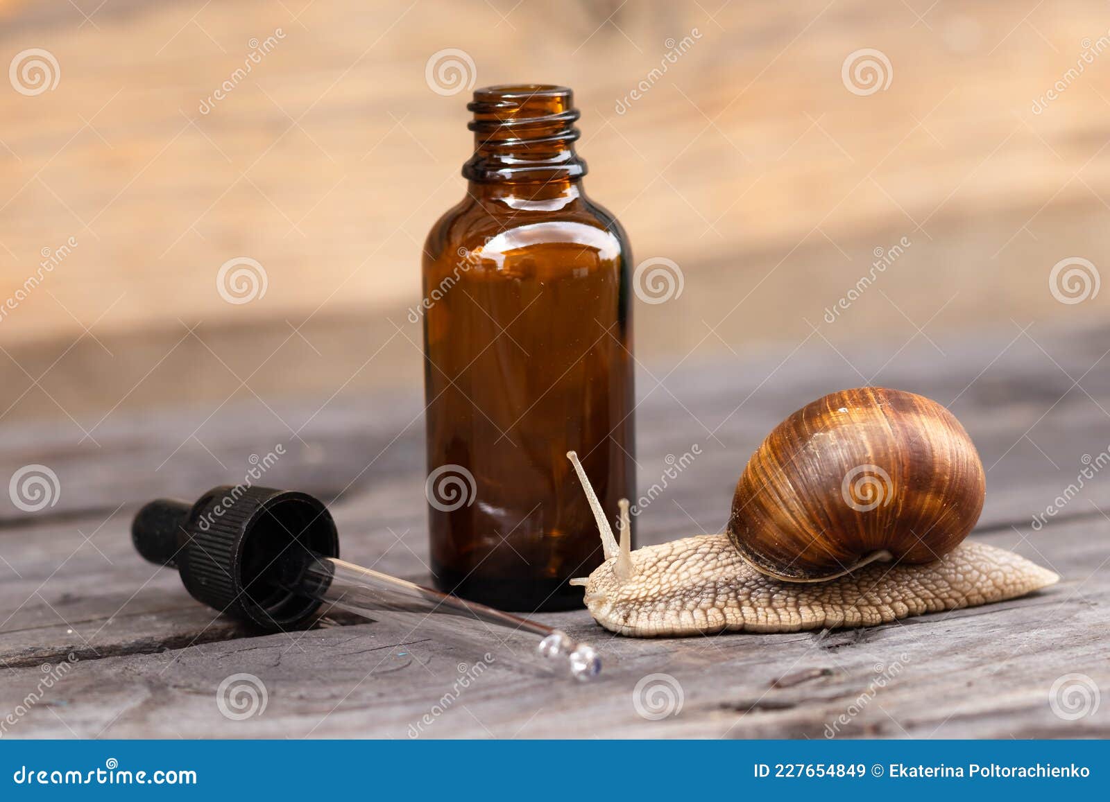 Cosmetics with Snail Mucus, Jar with Ash with Snail, Concept Natural ...
