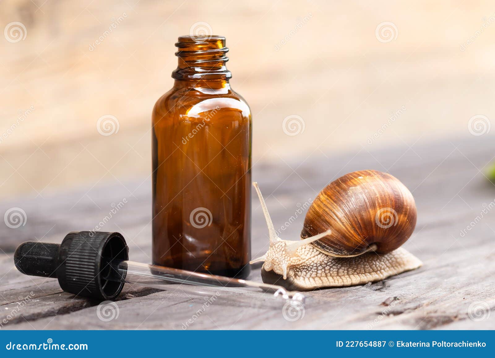 Cosmetics with Snail Mucus, Jar with Ash with Snail, Concept Natural ...