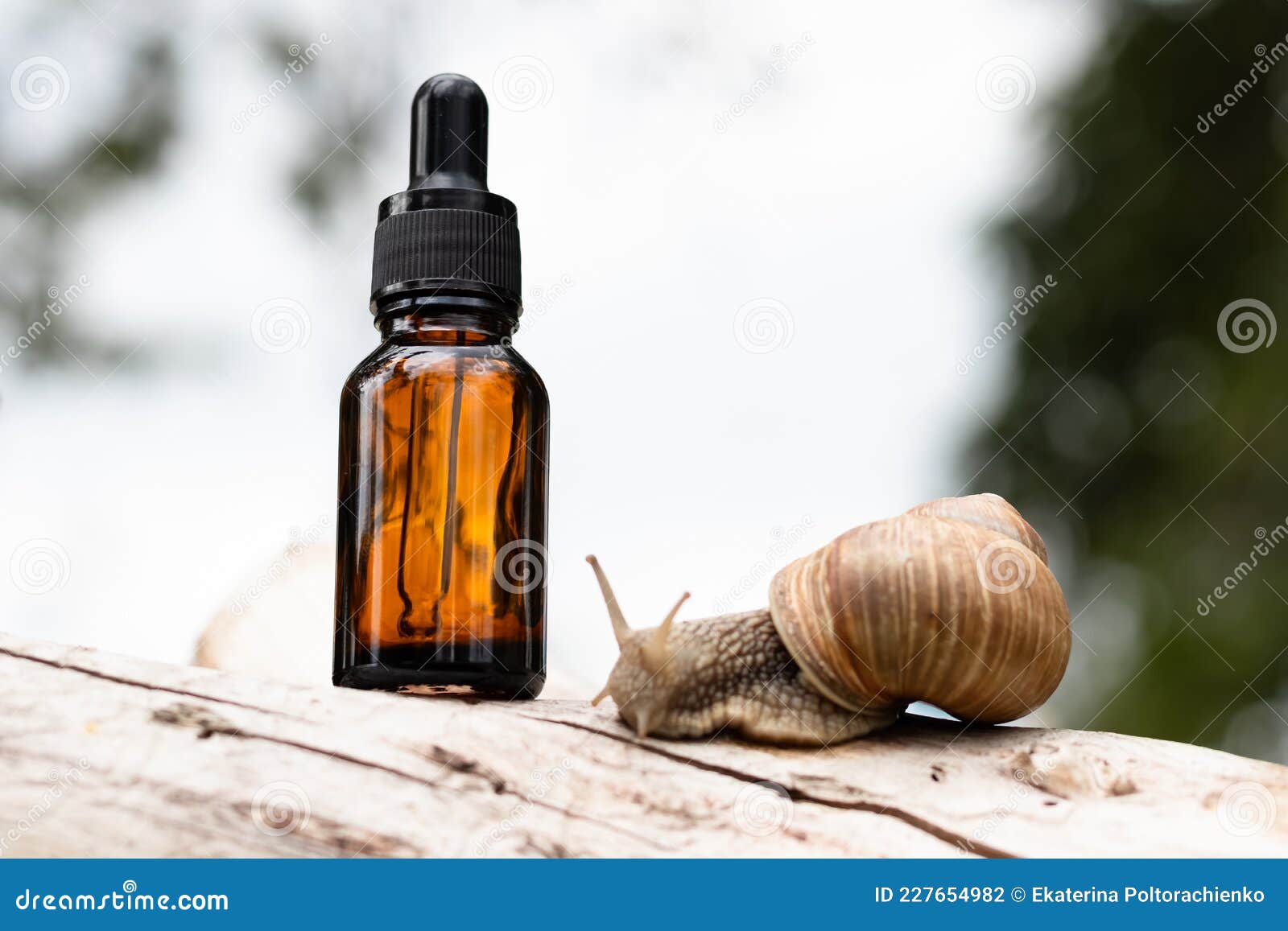 Cosmetics with Snail Mucus, Jar with Ash with Snail, Concept Natural ...