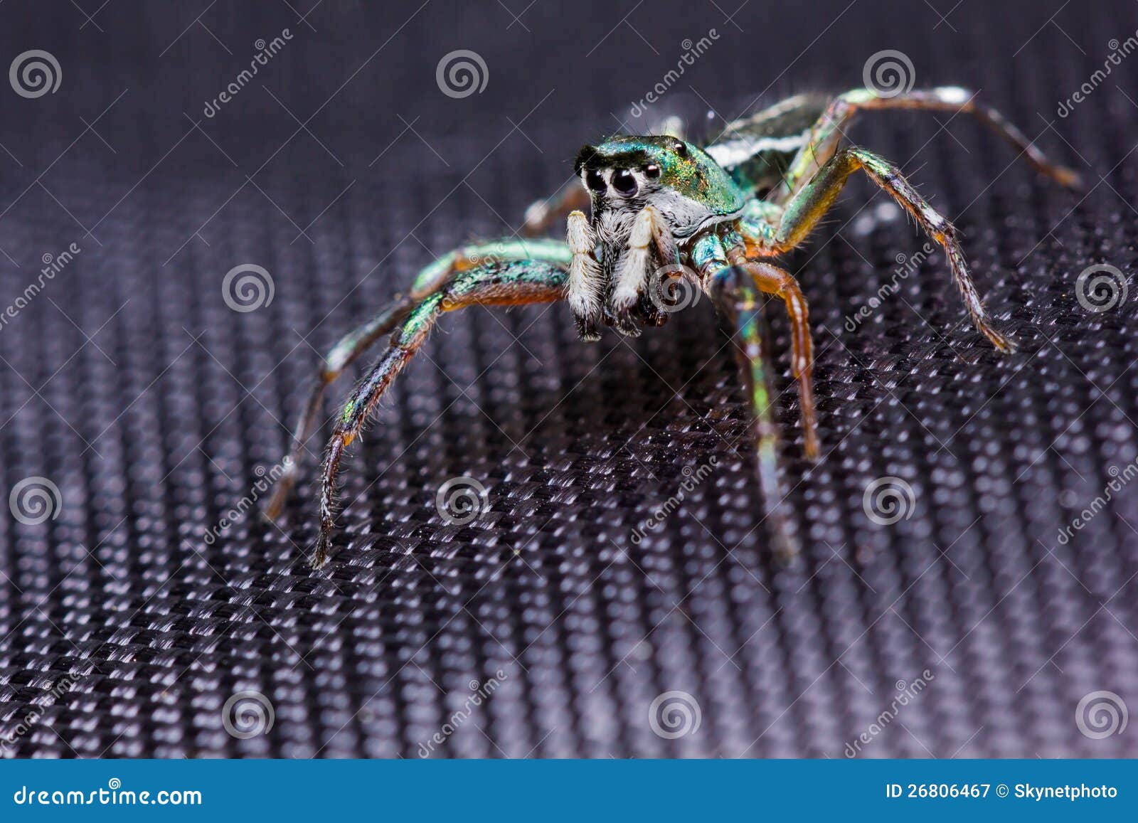 Male Cosmophasis Umbratica Jumping Spider Scratching Its Stormach ...