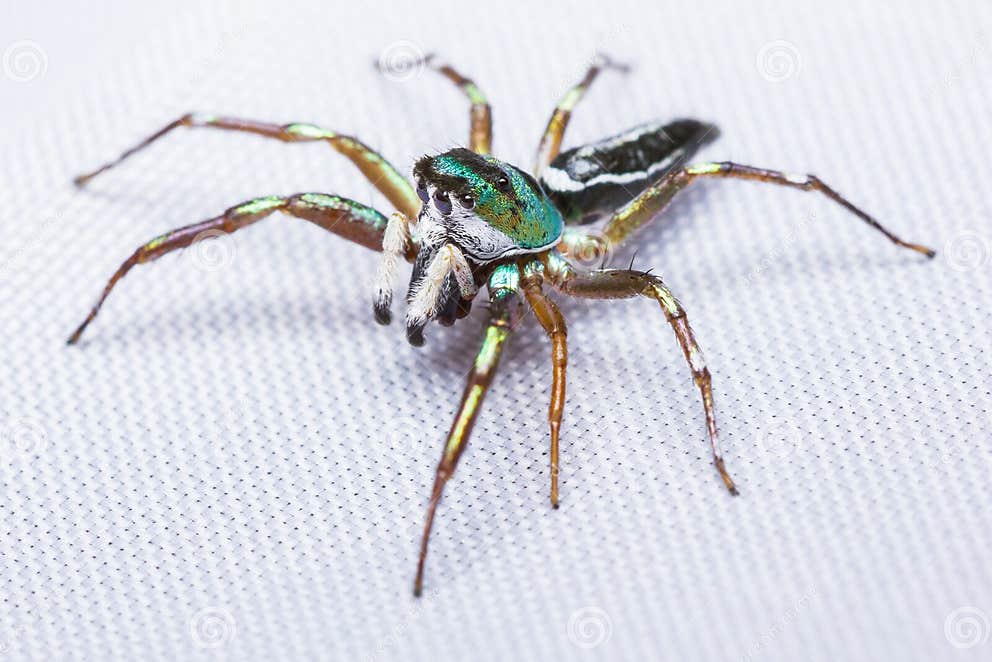 Cosmophasis Umbratica Jumping Spider Stock Image - Image of nature ...