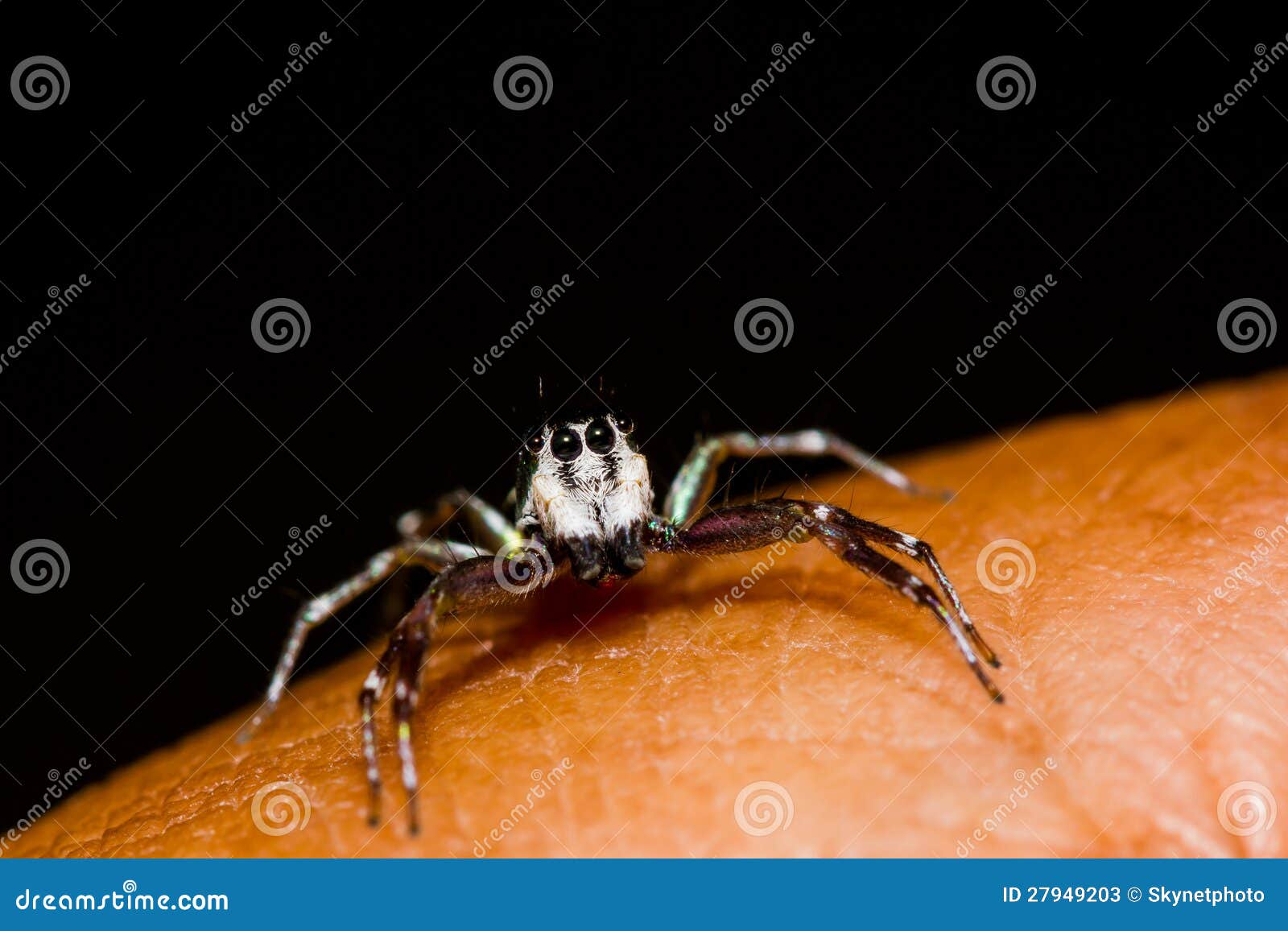 Male Cosmophasis Umbratica Jumping Spider Scratching Its Stormach ...
