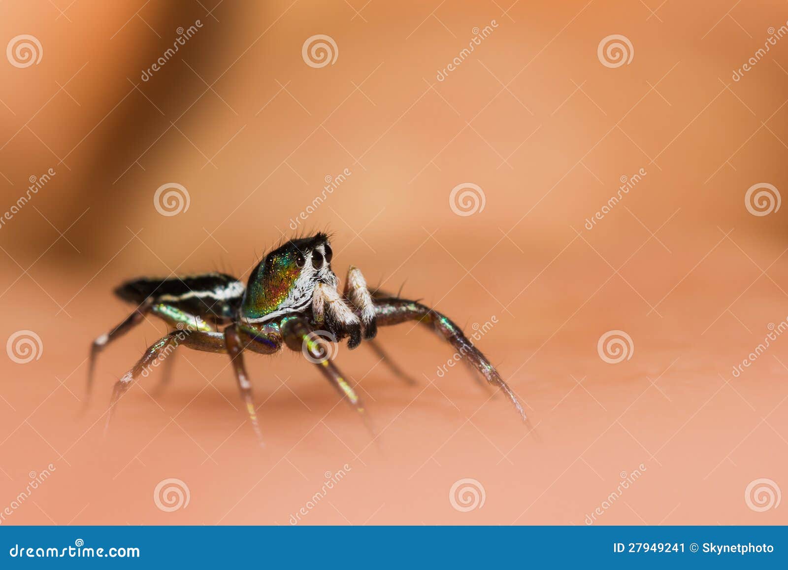 Cosmophasis Umbratica Jumping Spider Stock Image - Image of beautiful ...