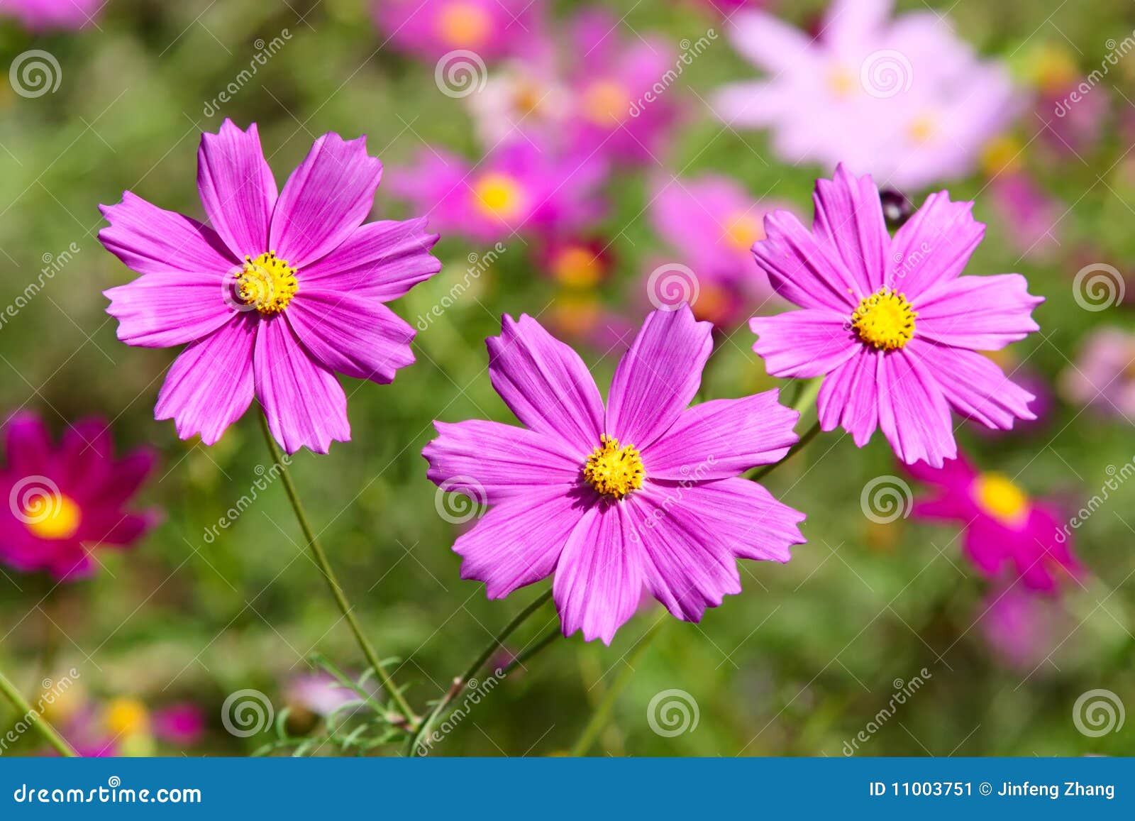 Cosmos stock image. Image of pink, feverfew, floscular - 11003751