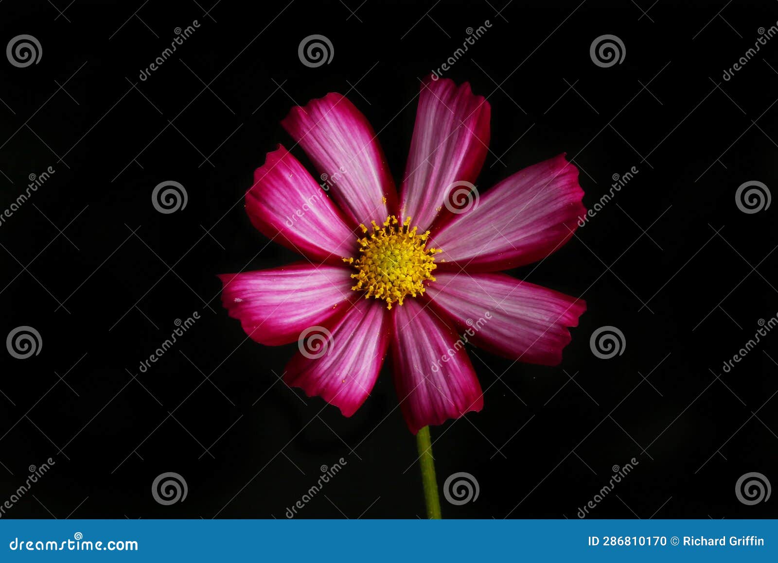 Cosmos against black stock photo. Image of isolated - 286810170
