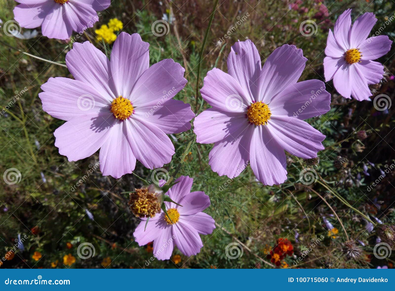 Cosmos autumn stock photo. Image of cosmos, flower, soft - 100715060