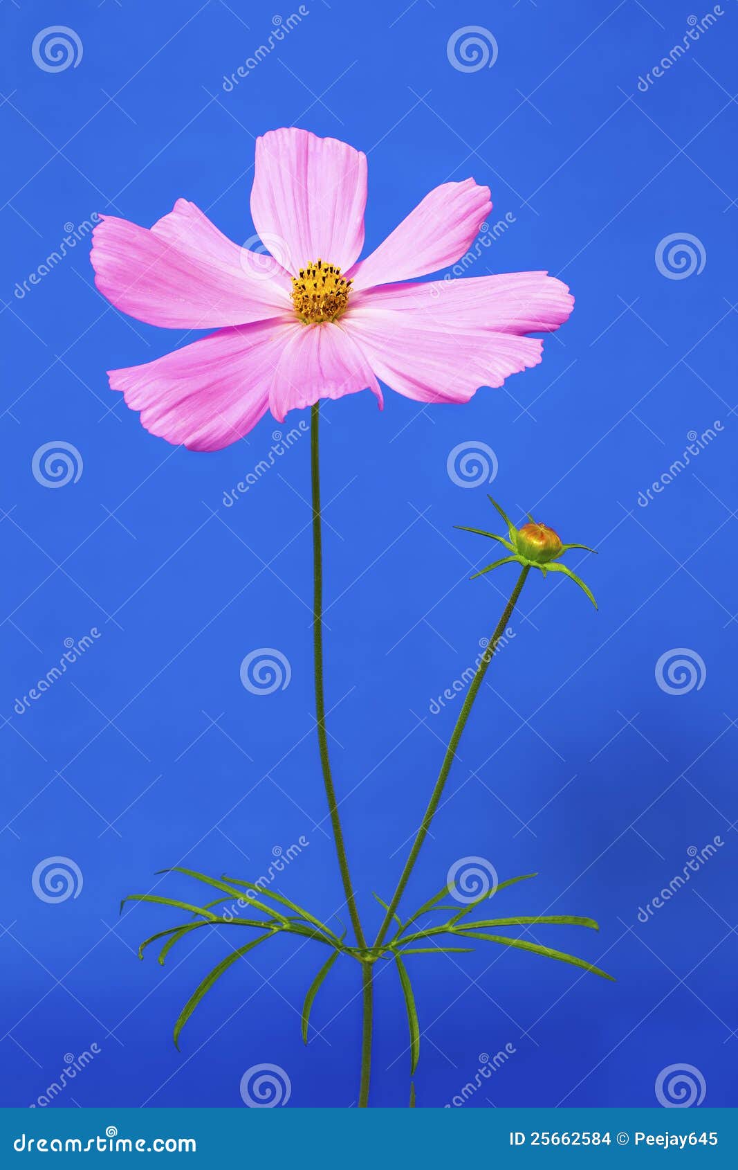 Cosmos on Blue. stock photo. Image of gardens, flowers - 25662584