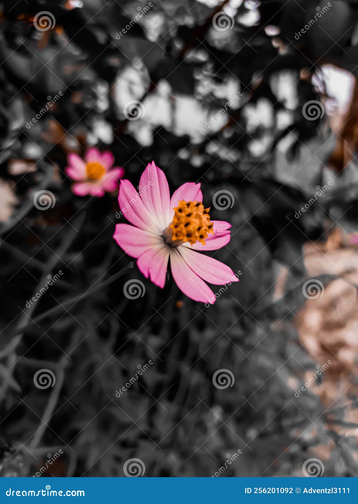 Cosmos Caudatus Natural Flower in the Forest Stock Photo - Image of ...