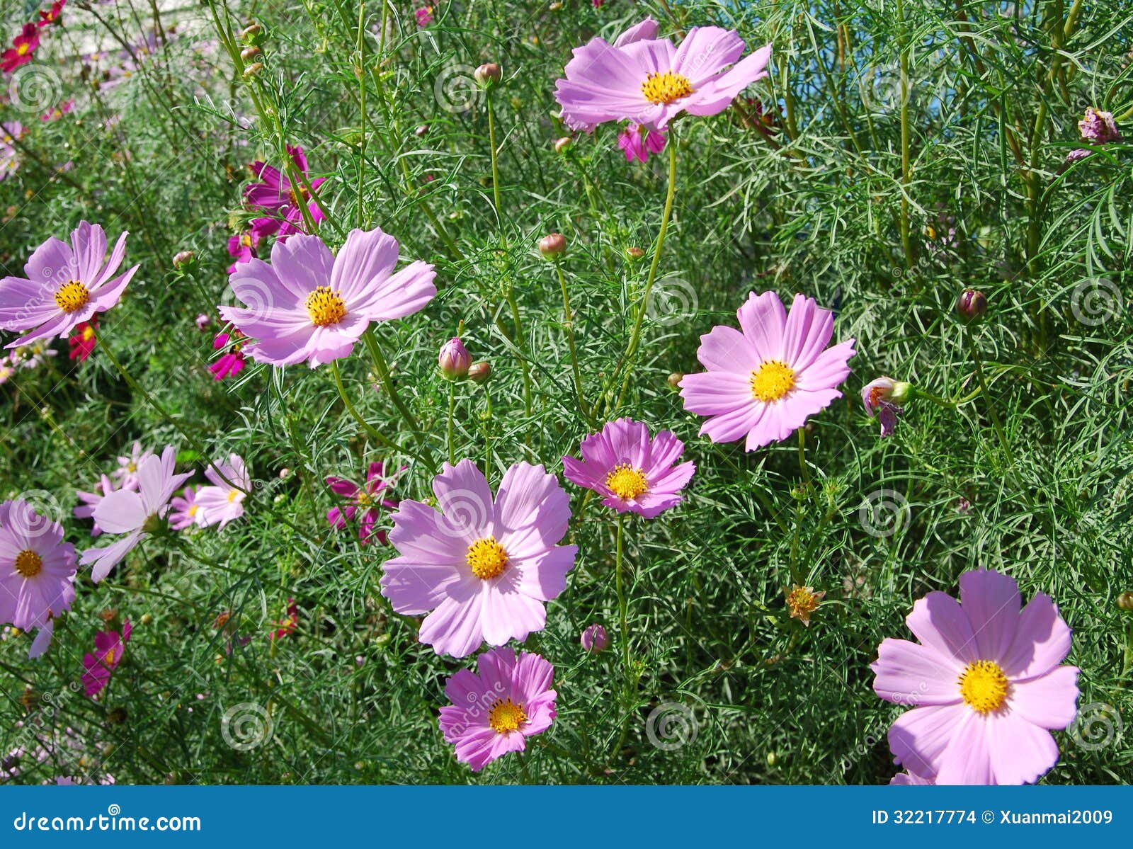 Cosmos daisies stock photo. Image of gardencenter, greenhouse - 32217774
