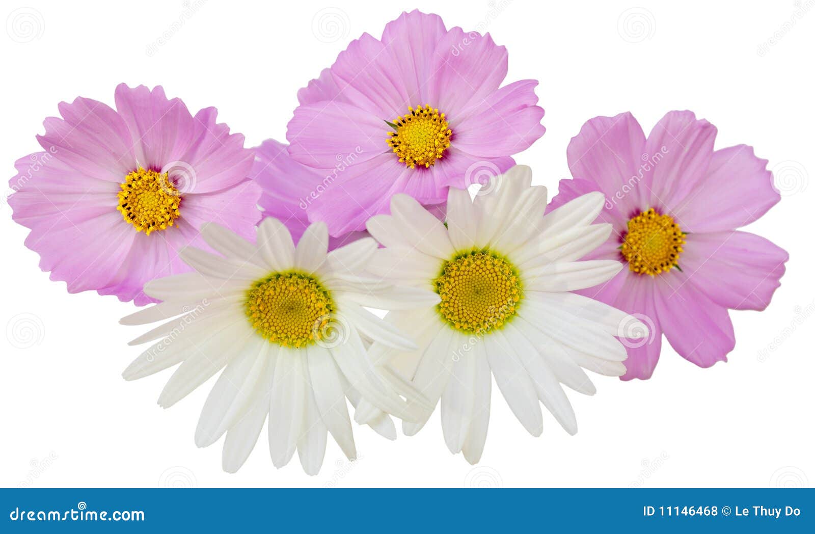 Cosmos and Daisy stock photo. Image of floral, chrysanthemum - 11146468