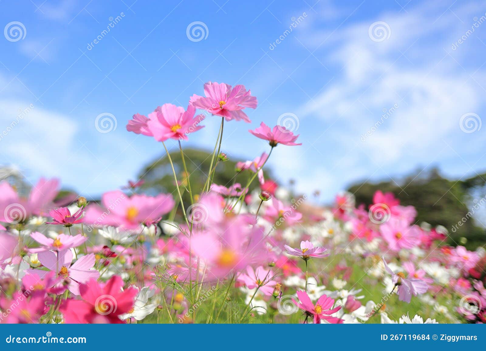 Cosmos field stock photo. Image of sunny, cosmos, grass - 267119684