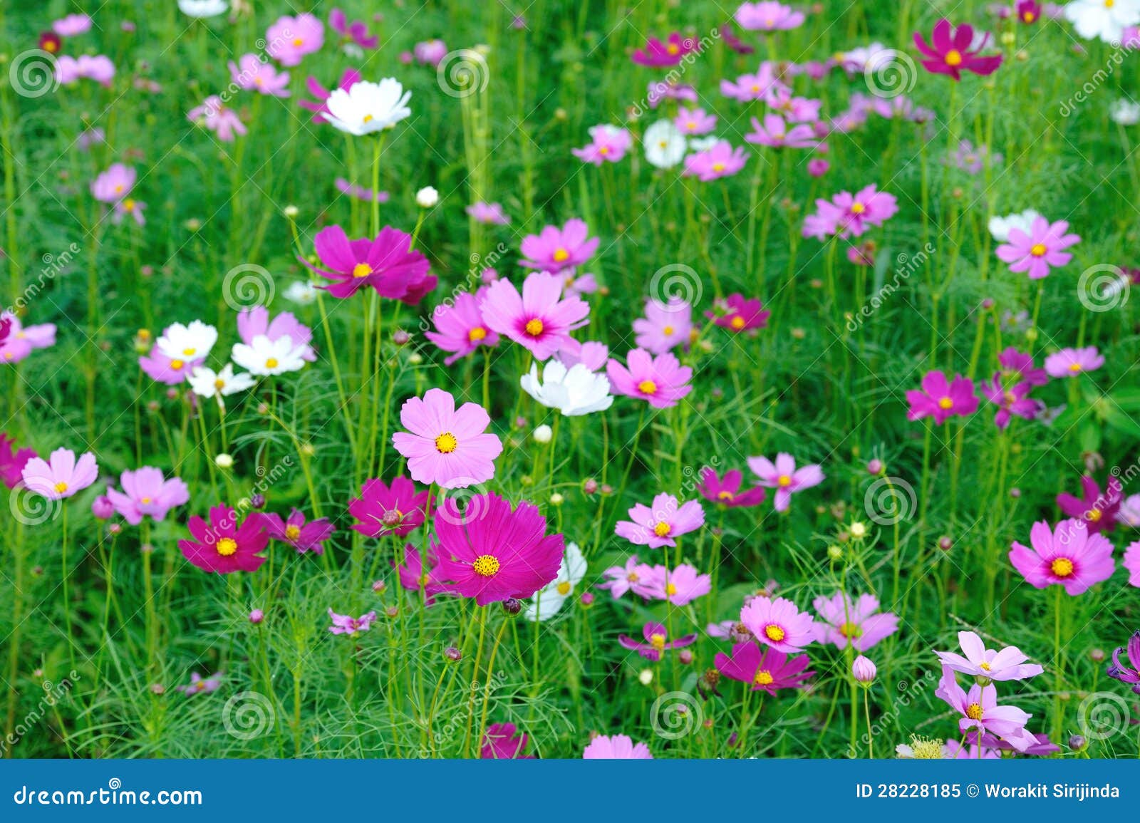Cosmos Field stock image. Image of colour, color, colorful - 28228185