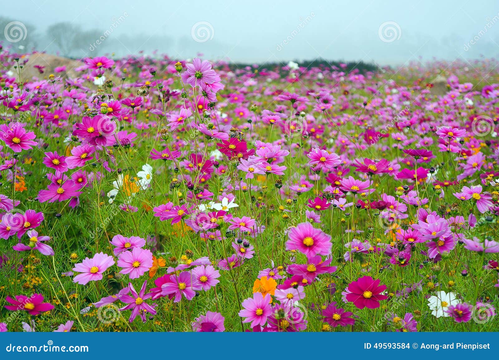 Cosmos field stock photo. Image of flora, aster, garden - 49593584