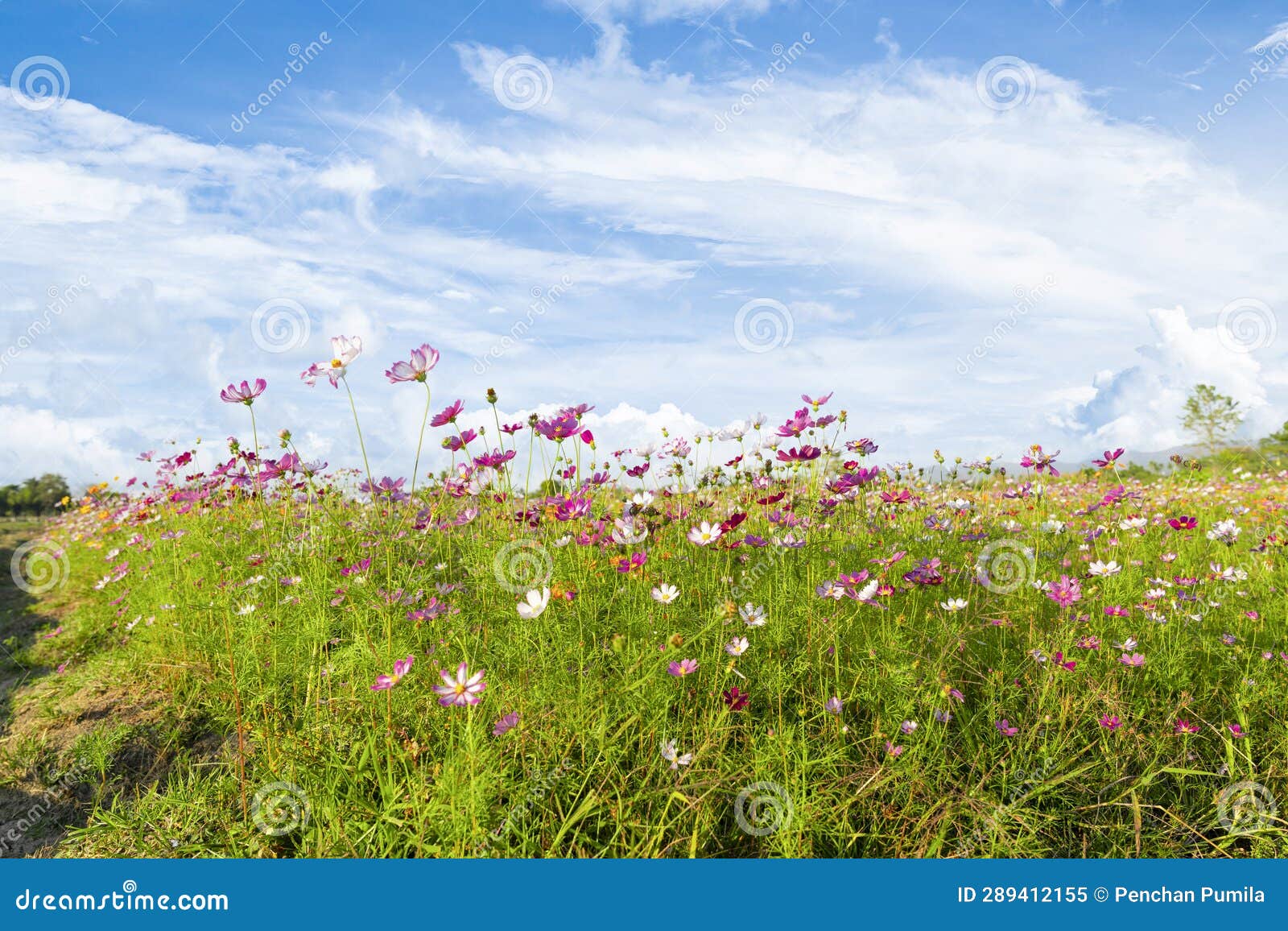 The Cosmos Field with Blue Sky Background, Thailand Stock Image - Image ...