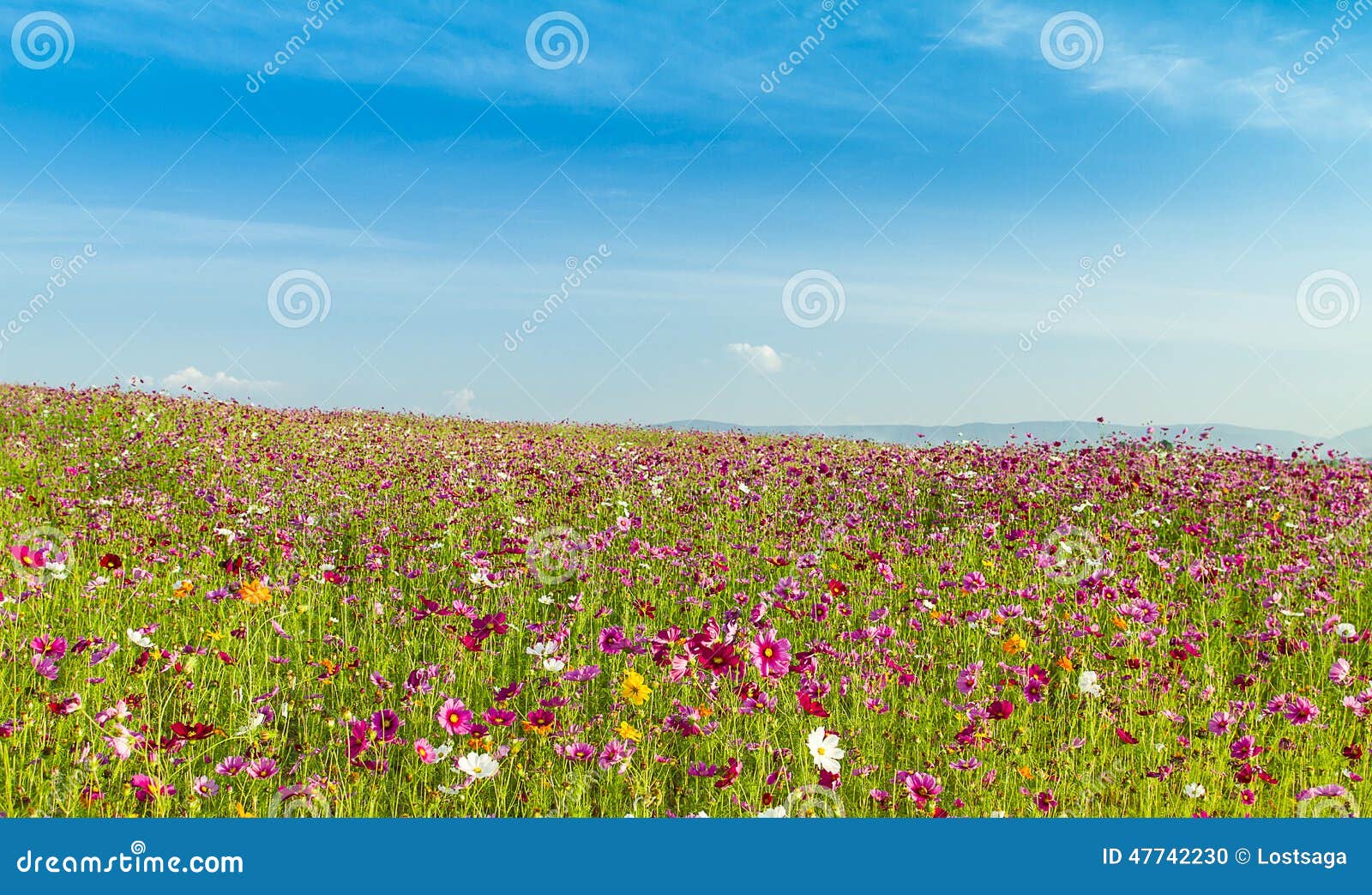 Cosmos field with blue sky stock photo. Image of light - 47742230