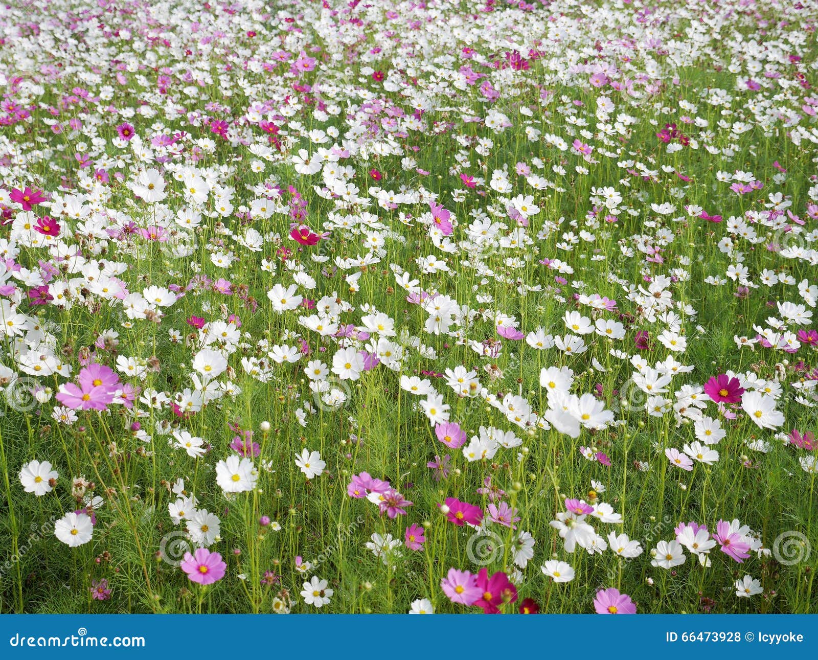 Cosmos field stock photo. Image of gardening, flowers - 66473928
