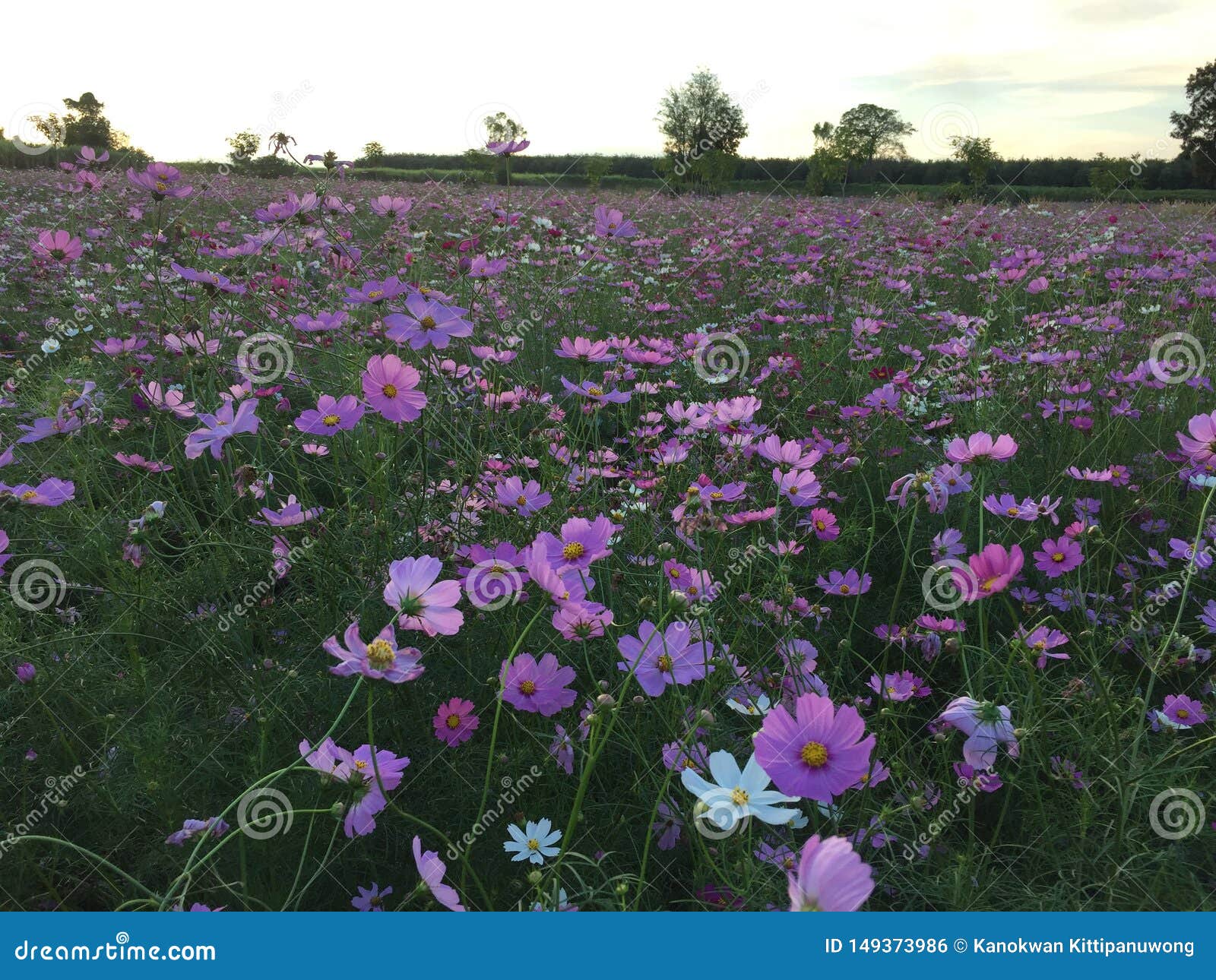 Cosmos Field stock photo. Image of smile, cosmos, field - 149373986