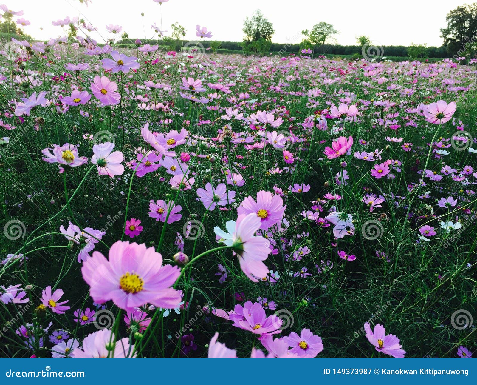 Cosmos Field stock image. Image of cosmos, smile, field - 149373987