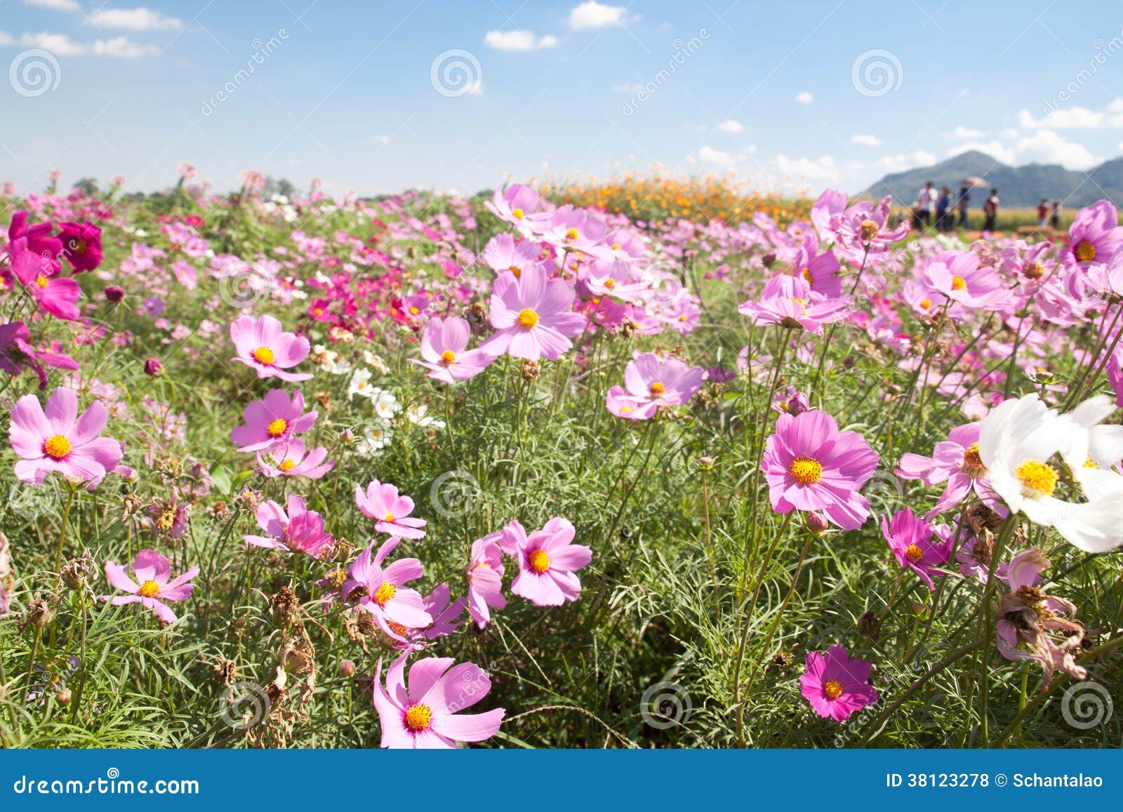 Cosmos field stock photo. Image of nature, calm, outdoor - 38123278