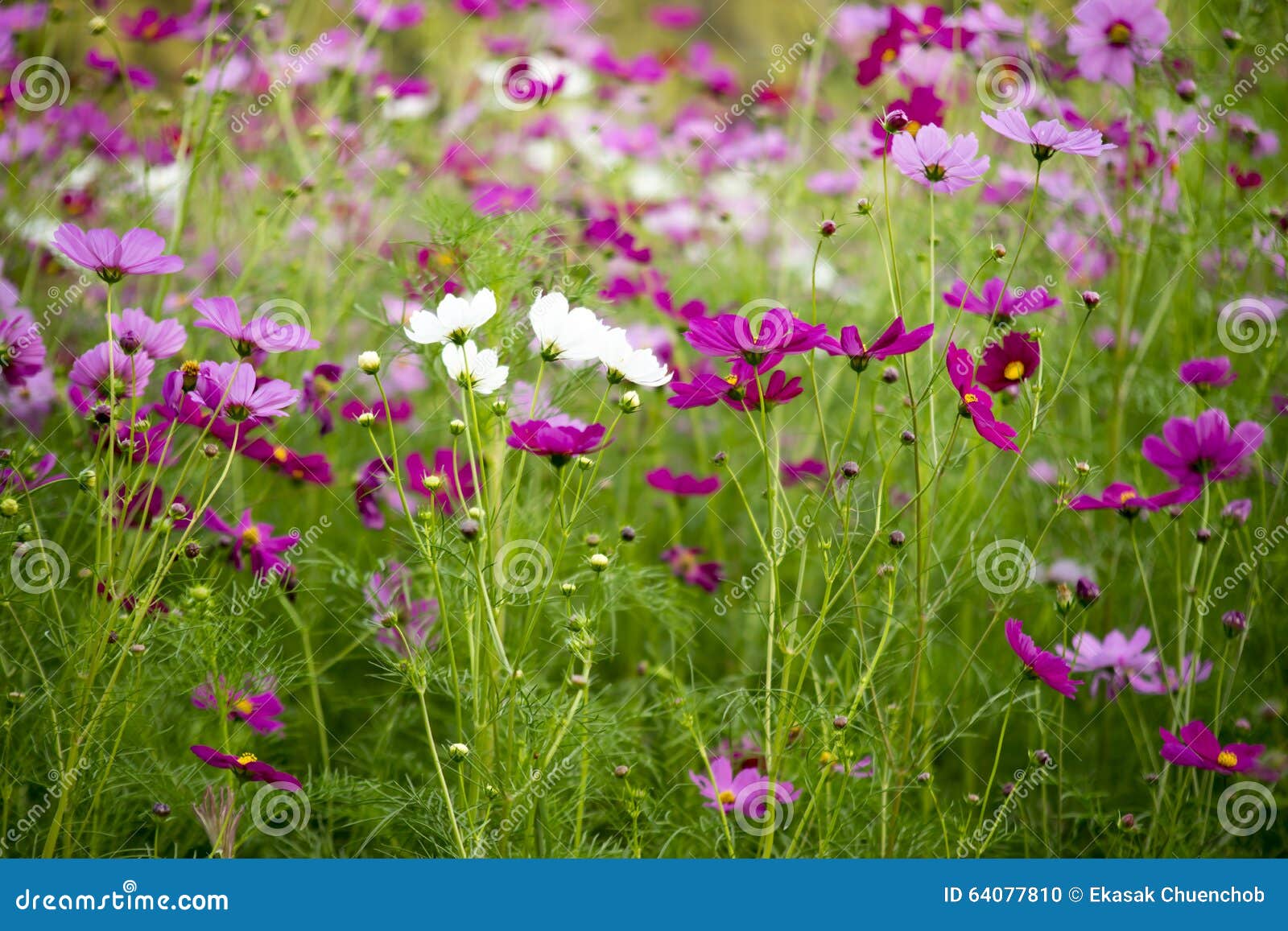 Cosmos field 2 stock photo. Image of branch, beautiful - 64077810