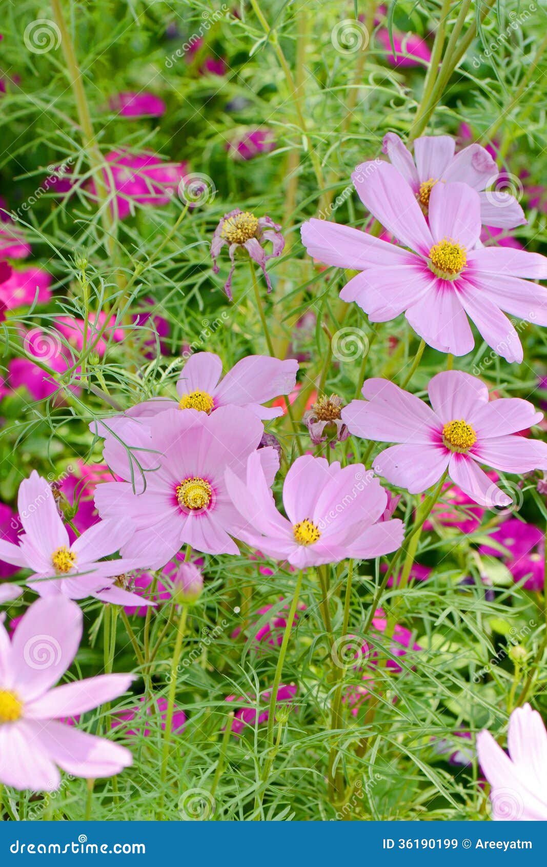 Cosmos Fields. stock image. Image of color, compositae - 36190199