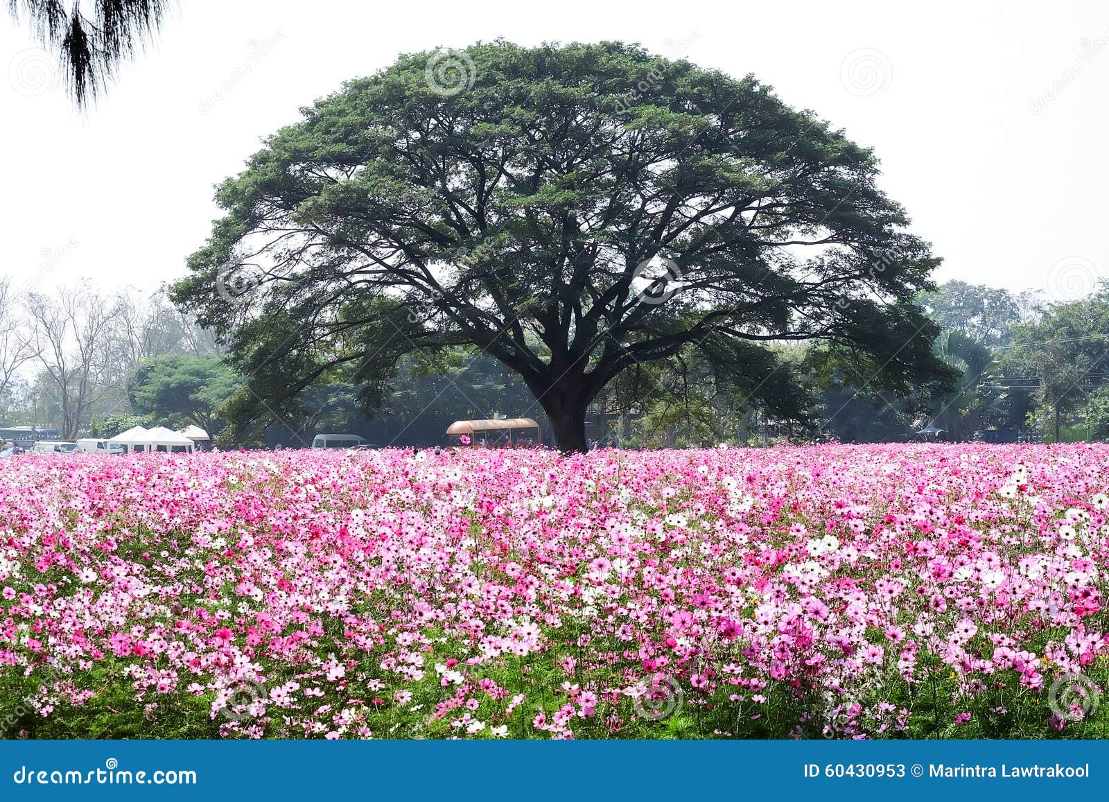 Cosmos fields stock image. Image of space, background - 60430953