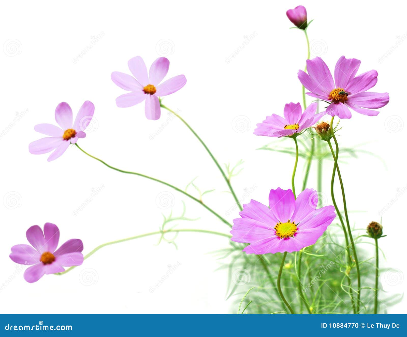 Cosmos Flower On A Green Background Stock Image | CartoonDealer.com ...