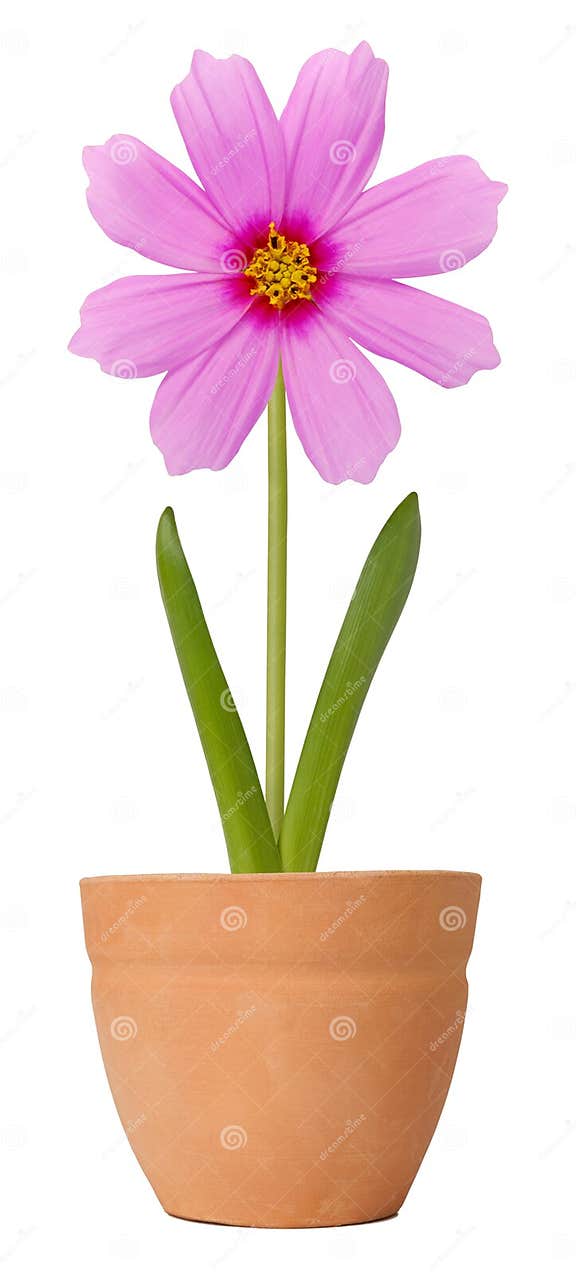 Cosmos flower stock image. Image of spring, nature, cultivated - 13263263