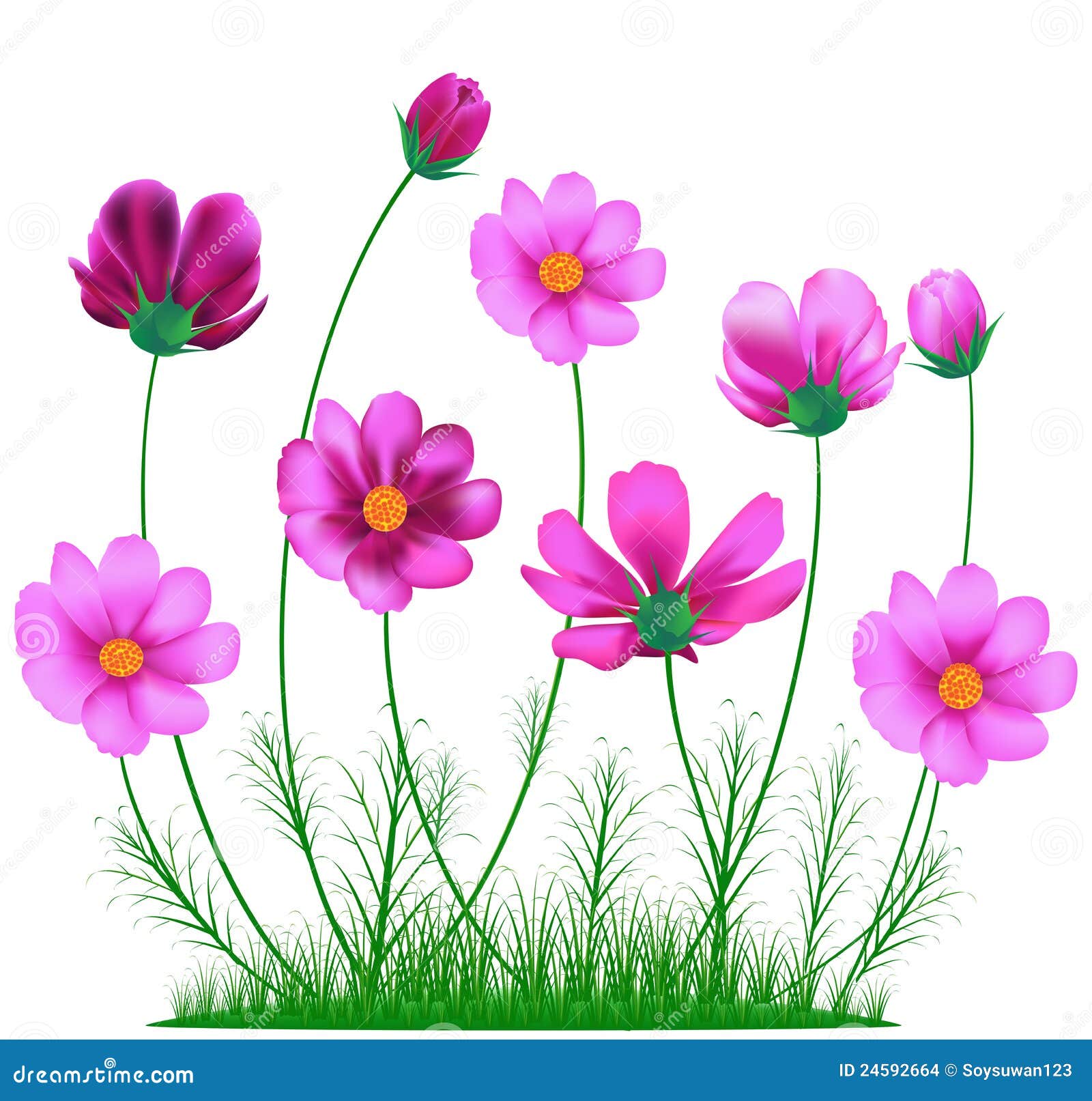 Cosmos flower stock vector. Illustration of beauty, summer - 24592664