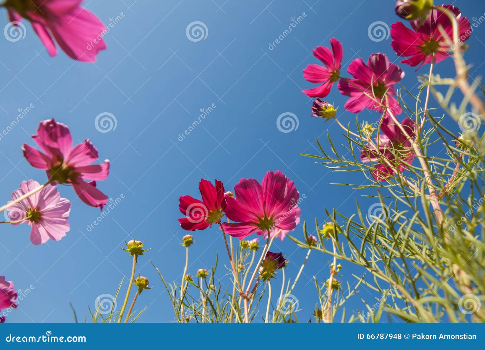 Cosmos flower ant eye view stock photo. Image of beauty - 66787948