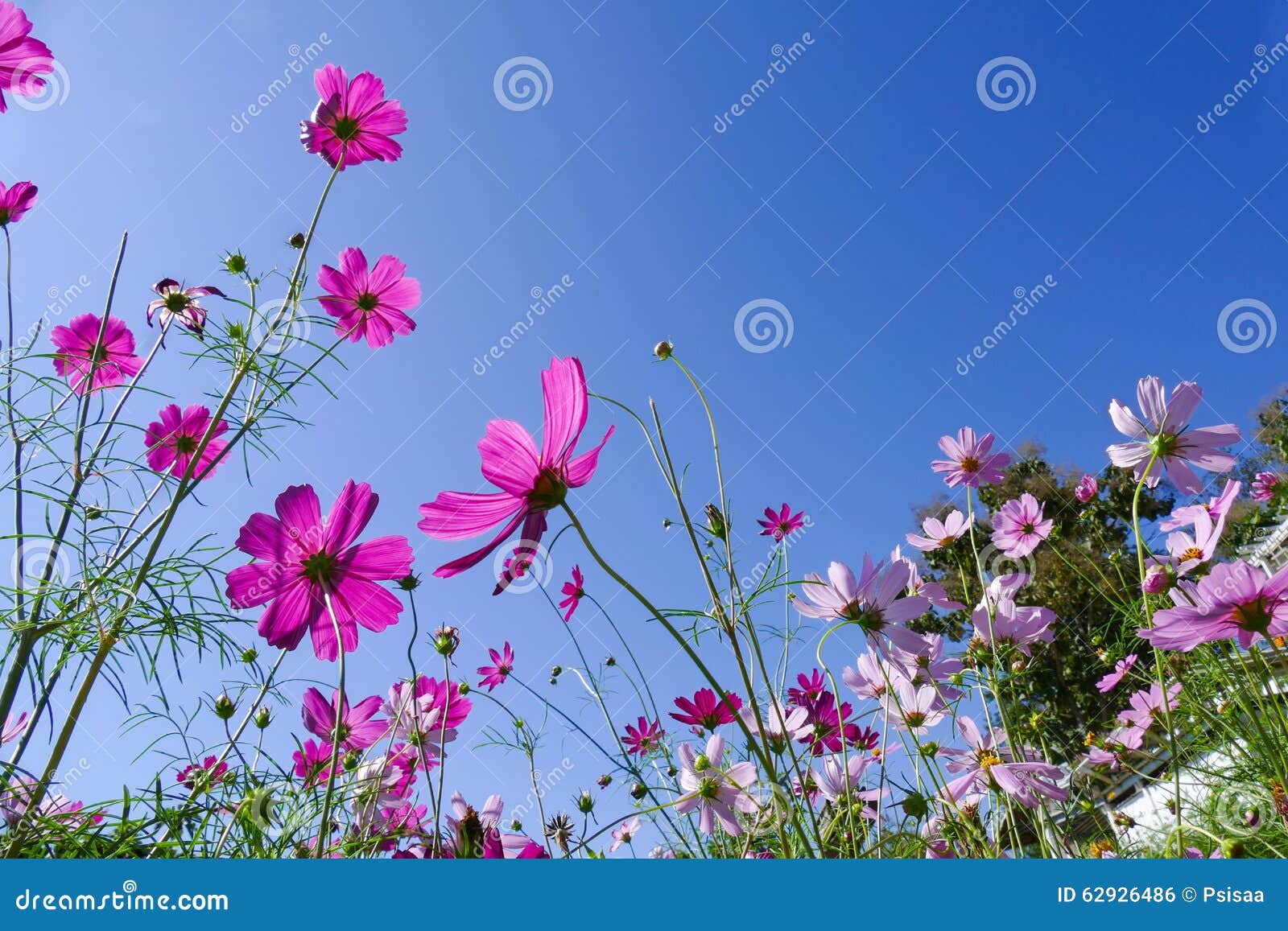 Cosmos Flower with Blue Sky Stock Photo - Image of nature, beauty: 62926486