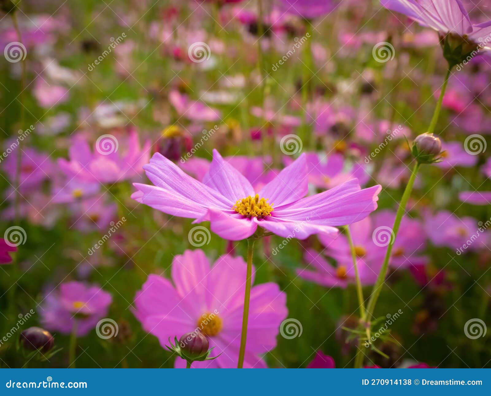 Cosmos Flower with Blurred Background. Blooming Pink Flower Stock Photo ...