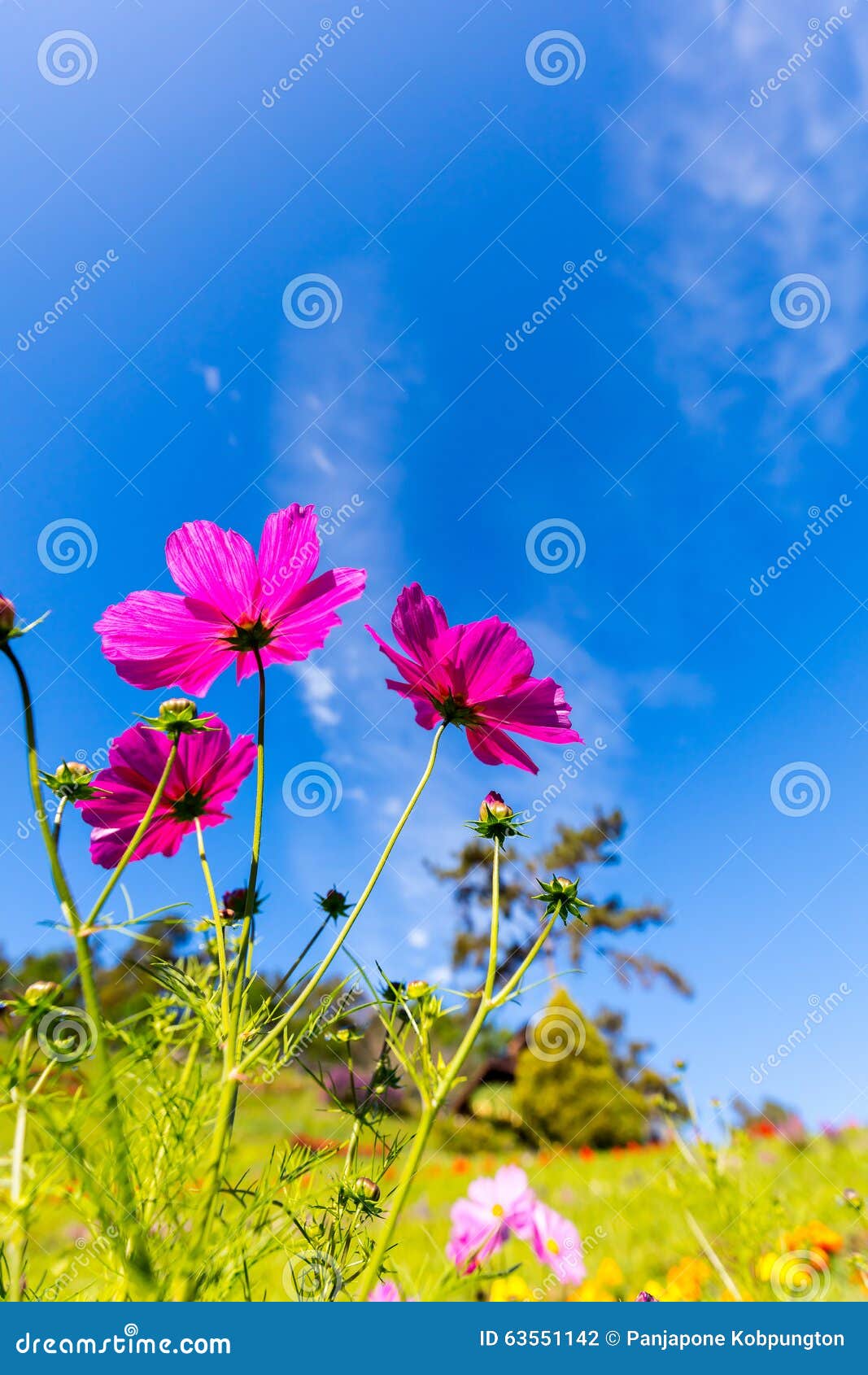 Cosmos flower stock photo. Image of season, closeup, sunlight - 63551142