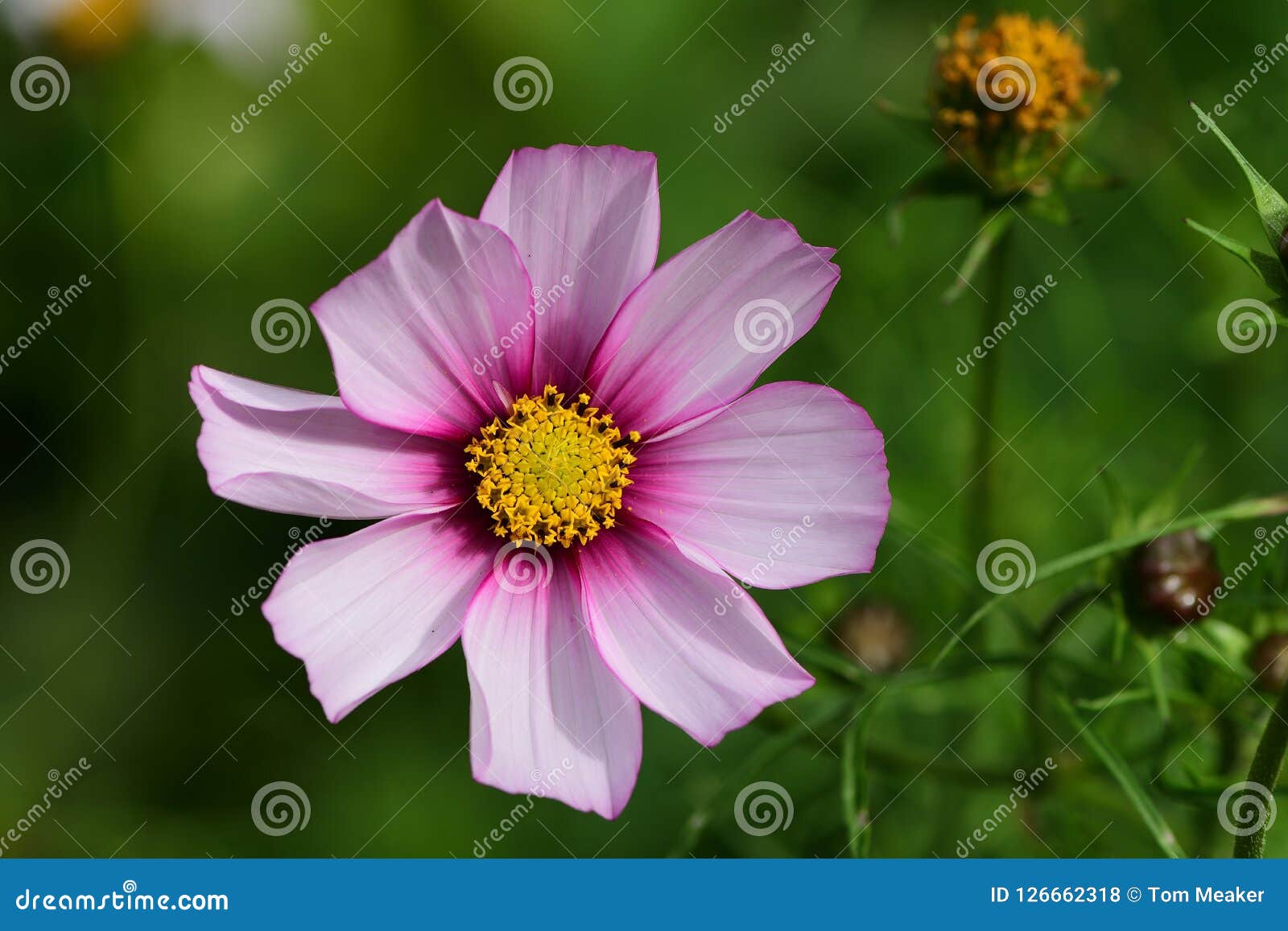 Cosmos flower stock photo. Image of horticulture, beauty - 126662318