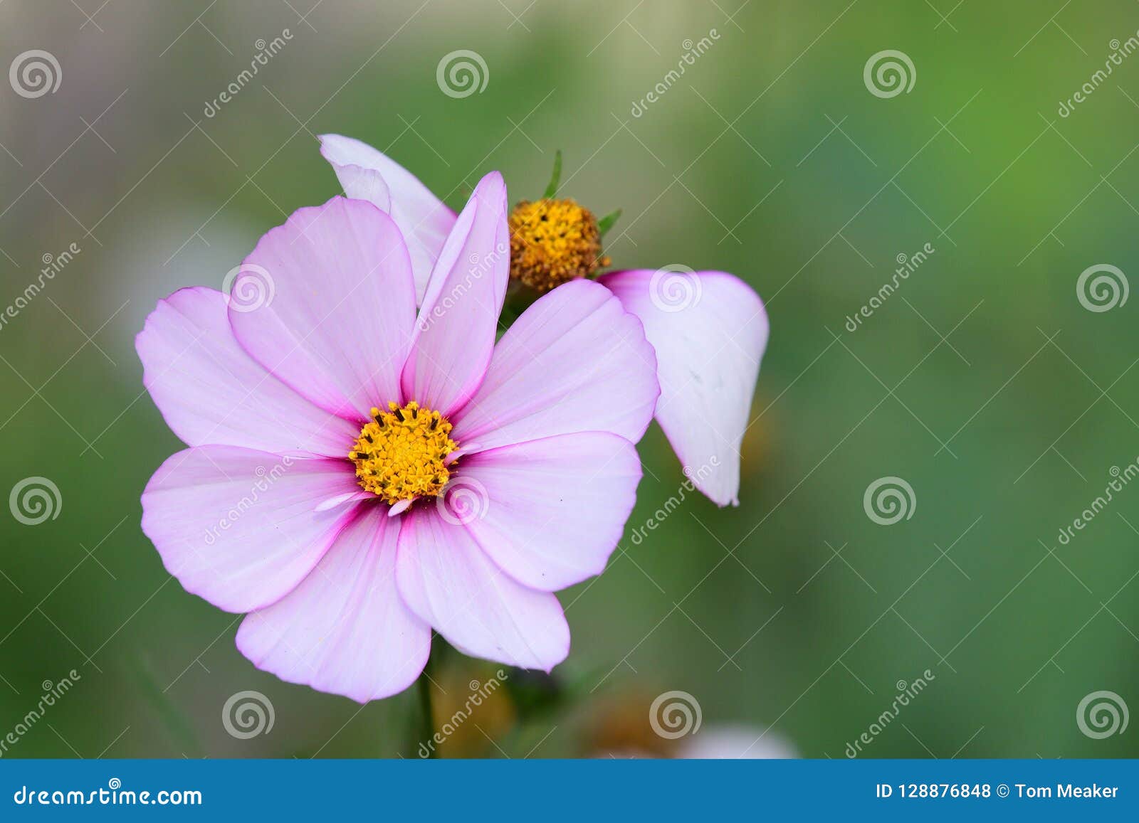 Cosmos flower stock photo. Image of botany, growth, garden - 128876848