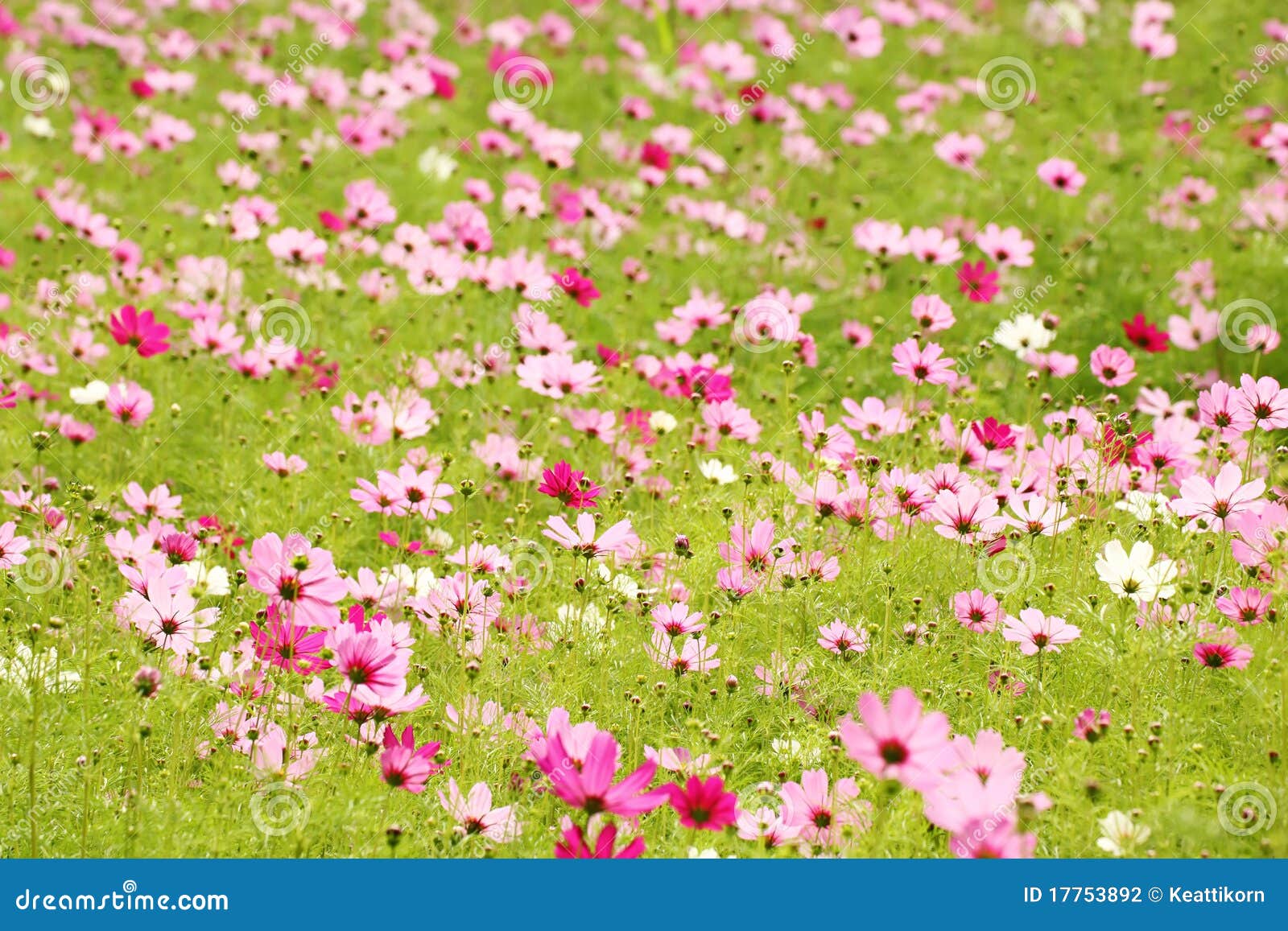 Cosmos flower field stock photo. Image of botany, decorative - 17753892