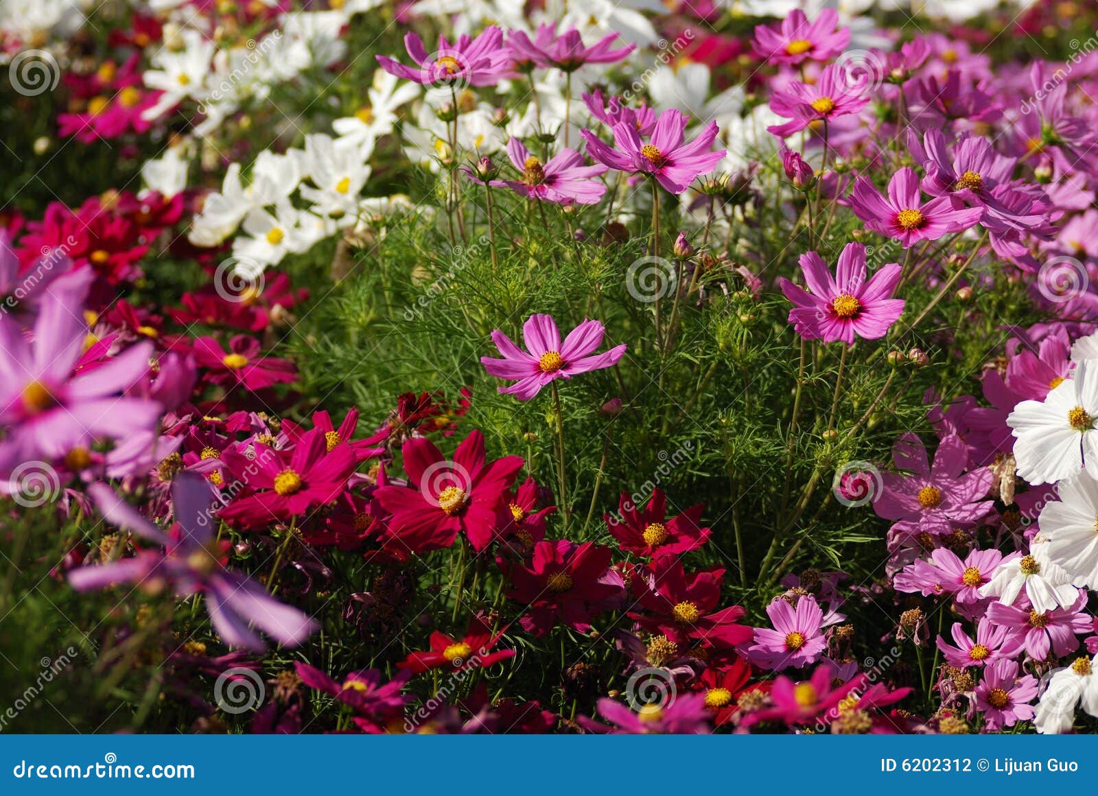 Cosmos flower field stock photo. Image of summer, natural - 6202312