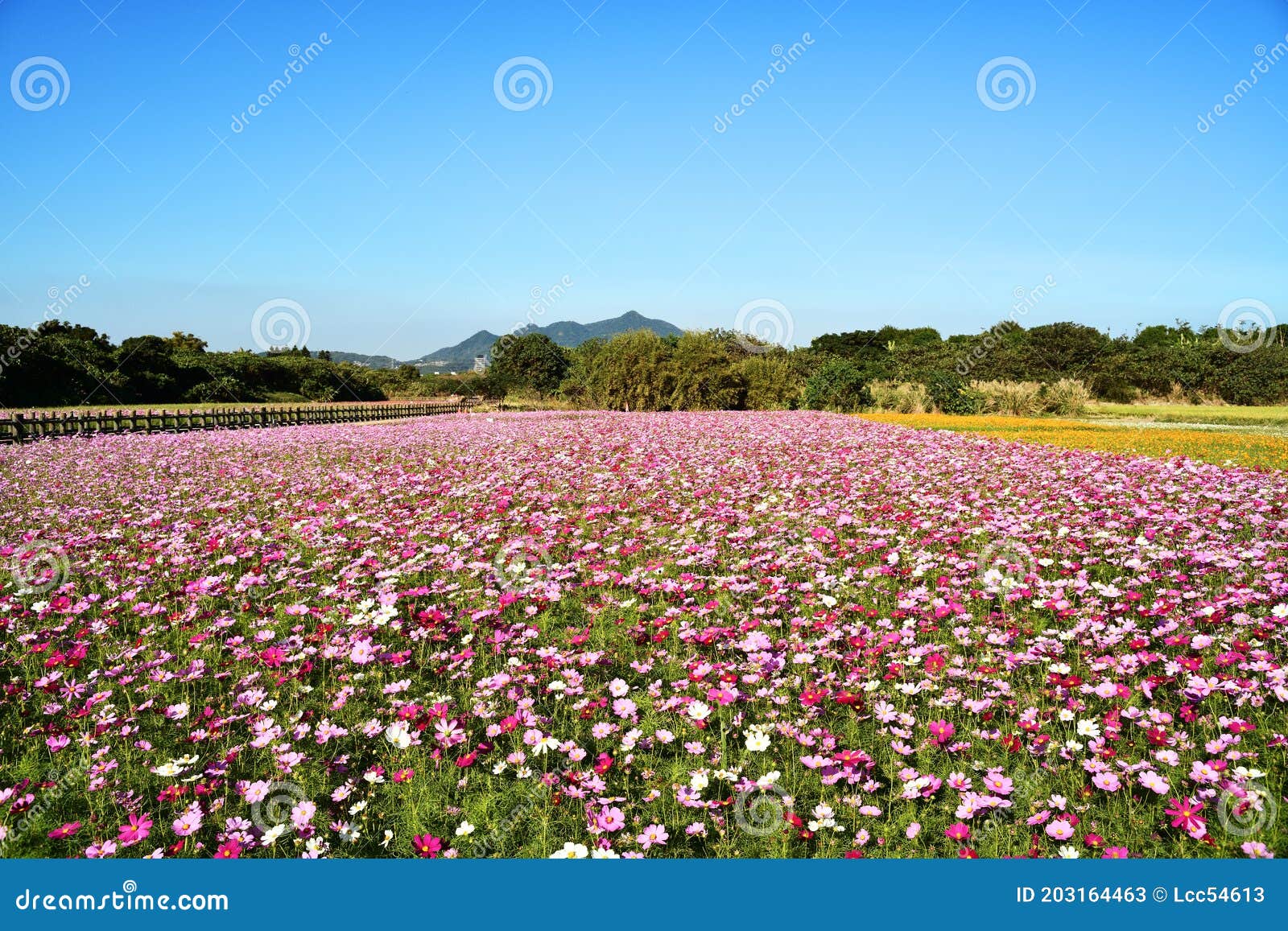 Cosmos flower field stock image. Image of environment - 203164463