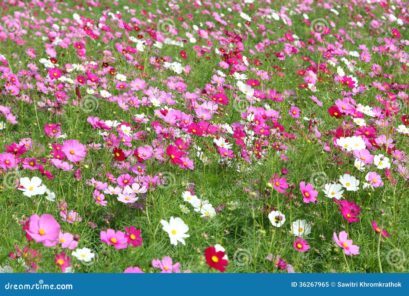 Cosmos flower in field stock image. Image of park, grass - 36267965