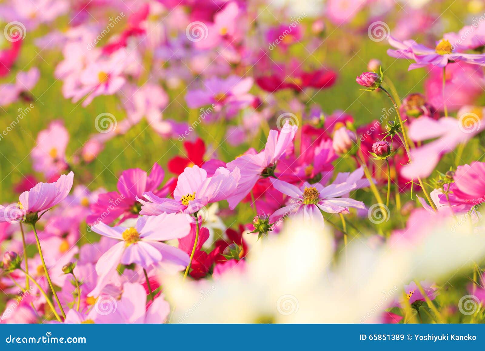 Cosmos flower field stock image. Image of nature, meadow - 65851389
