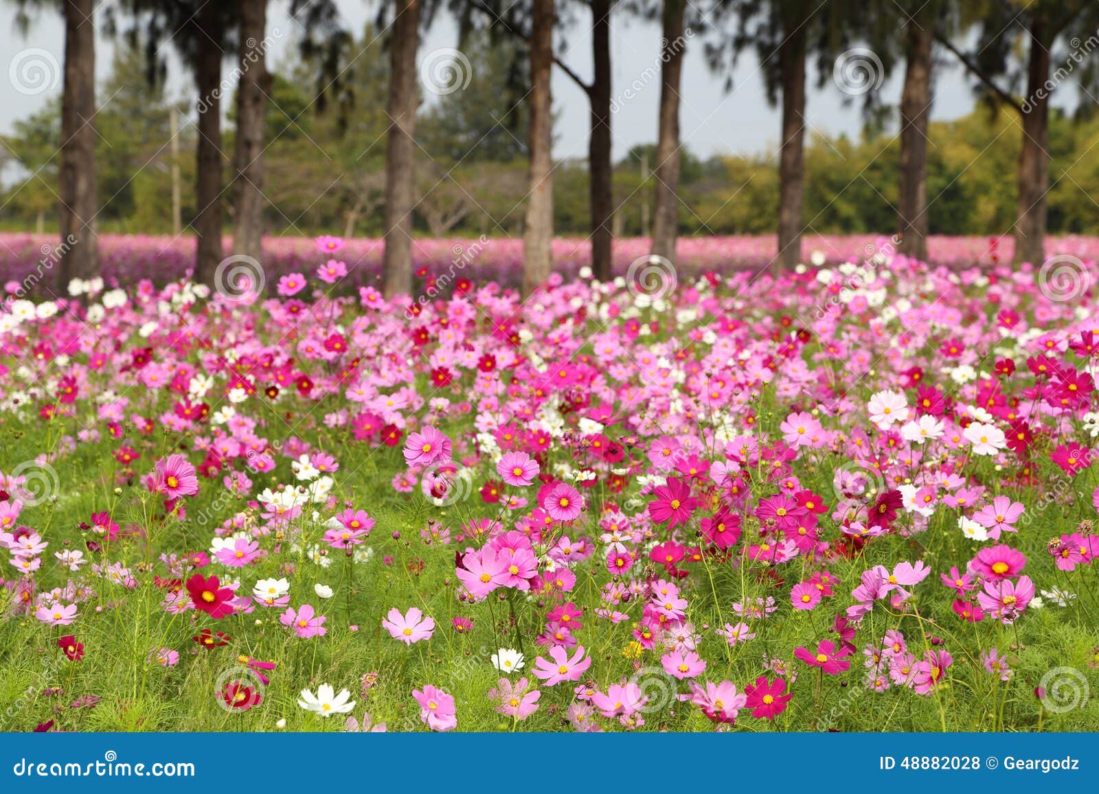 Cosmos flower in the field stock photo. Image of plant - 48882028