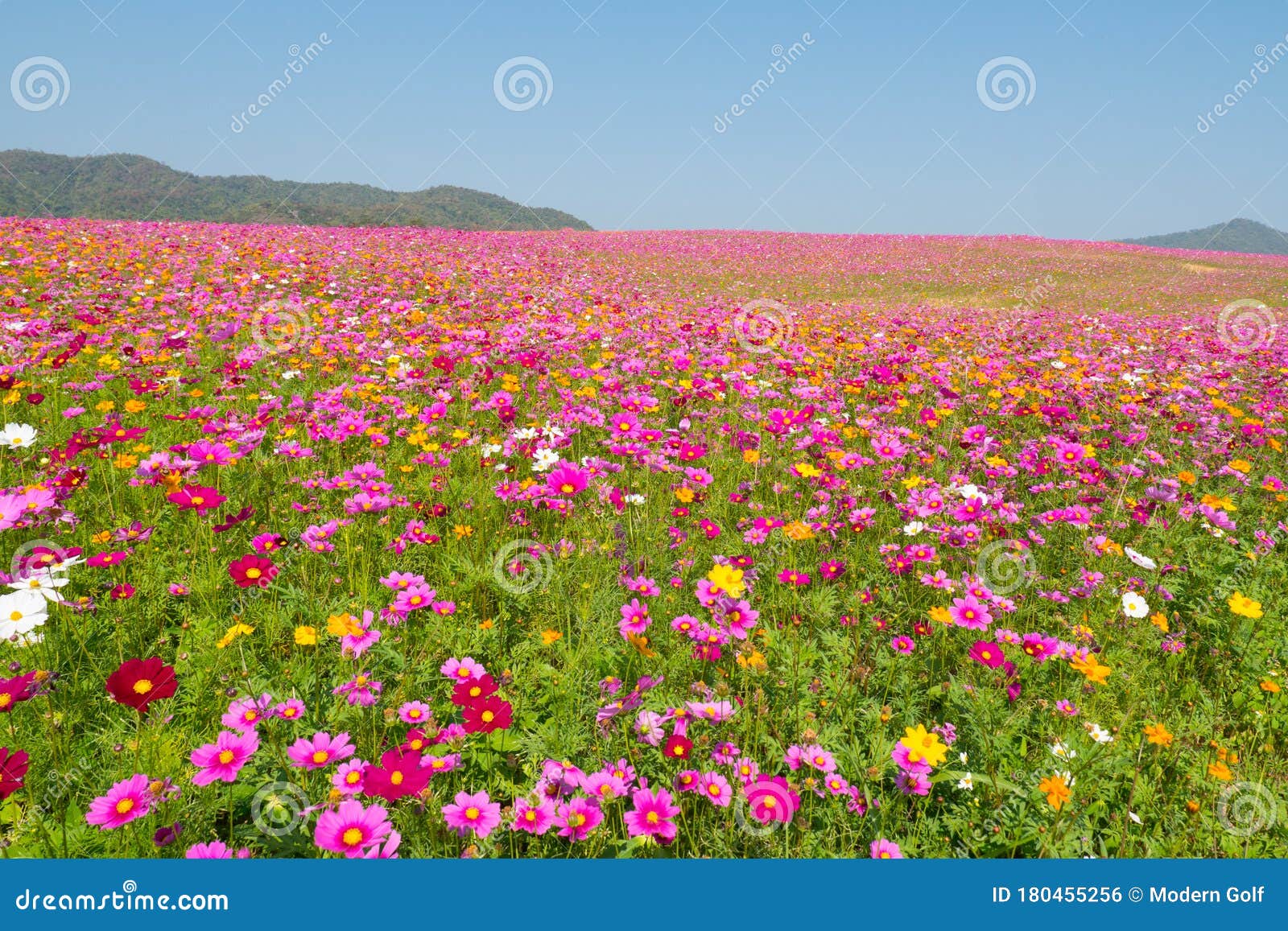 Cosmos Flower Field. Flower Field in Summer . Stock Photo - Image of ...