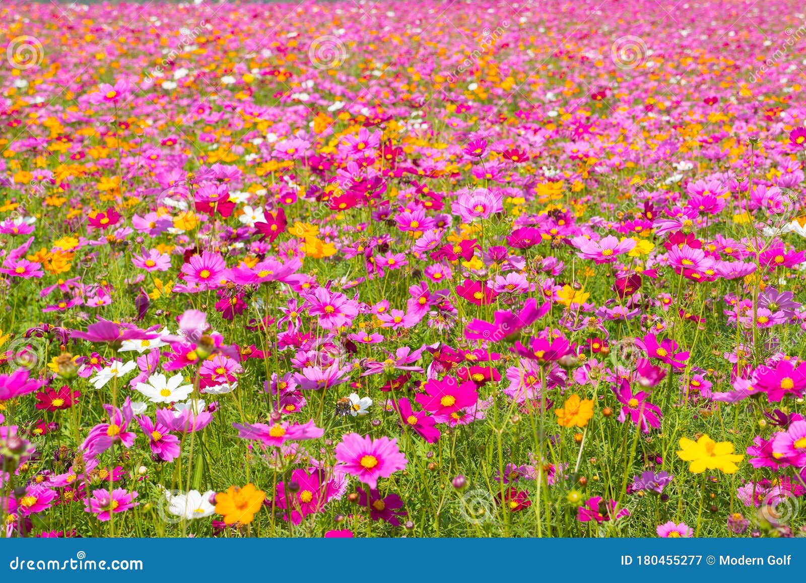 Cosmos Flower Field. Flower Field in Summer . Stock Image - Image of ...