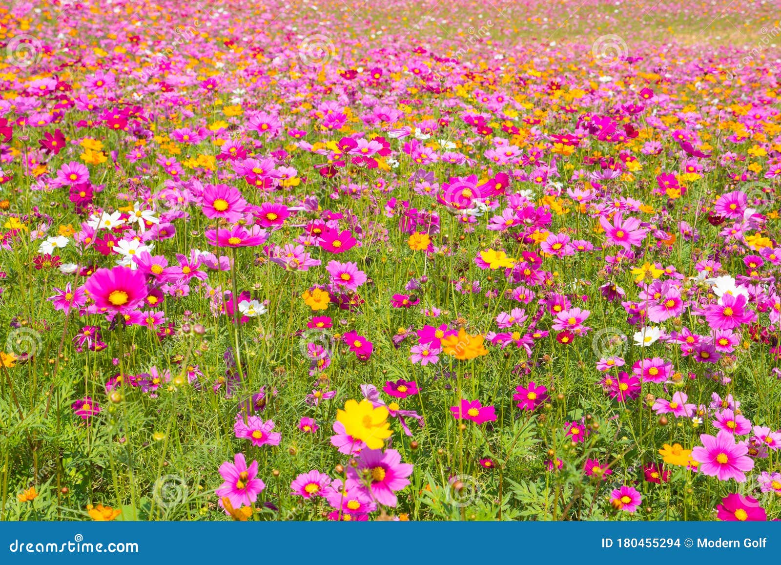 Cosmos Flower Field. Flower Field in Summer . Stock Photo - Image of ...