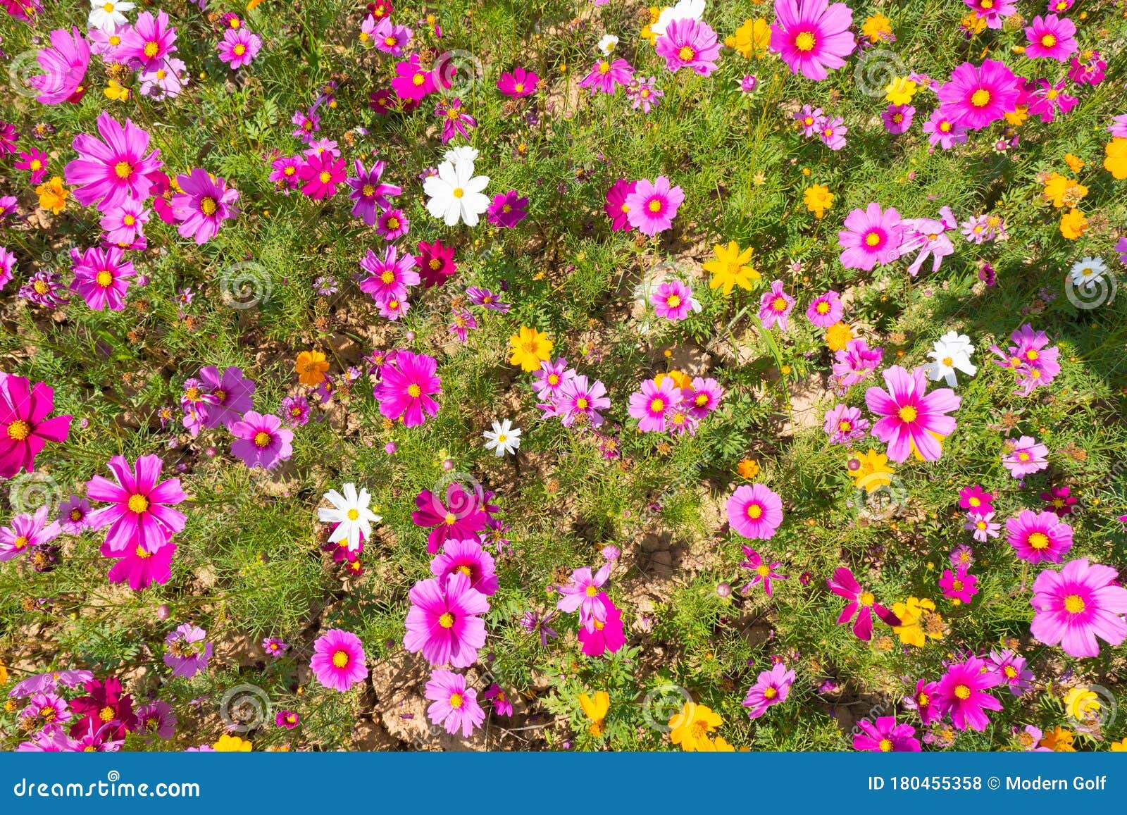 Cosmos Flower Field. Flower Field in Summer . Stock Photo - Image of ...